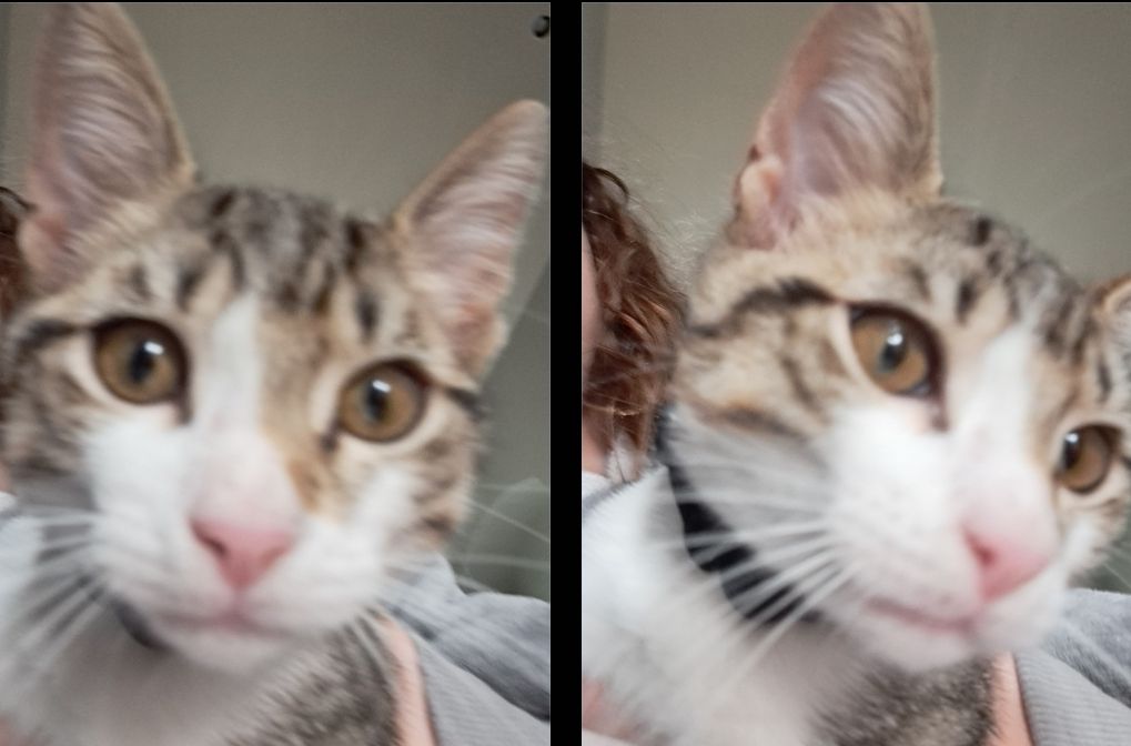 Can we pls make my cat a meme- | HoYoLAB