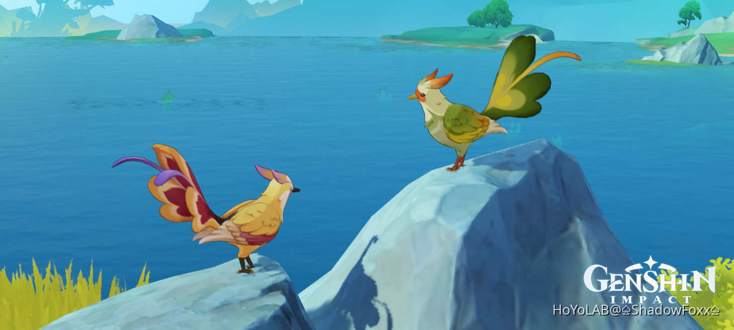Jumping birds! Genshin Impact | HoYoLAB