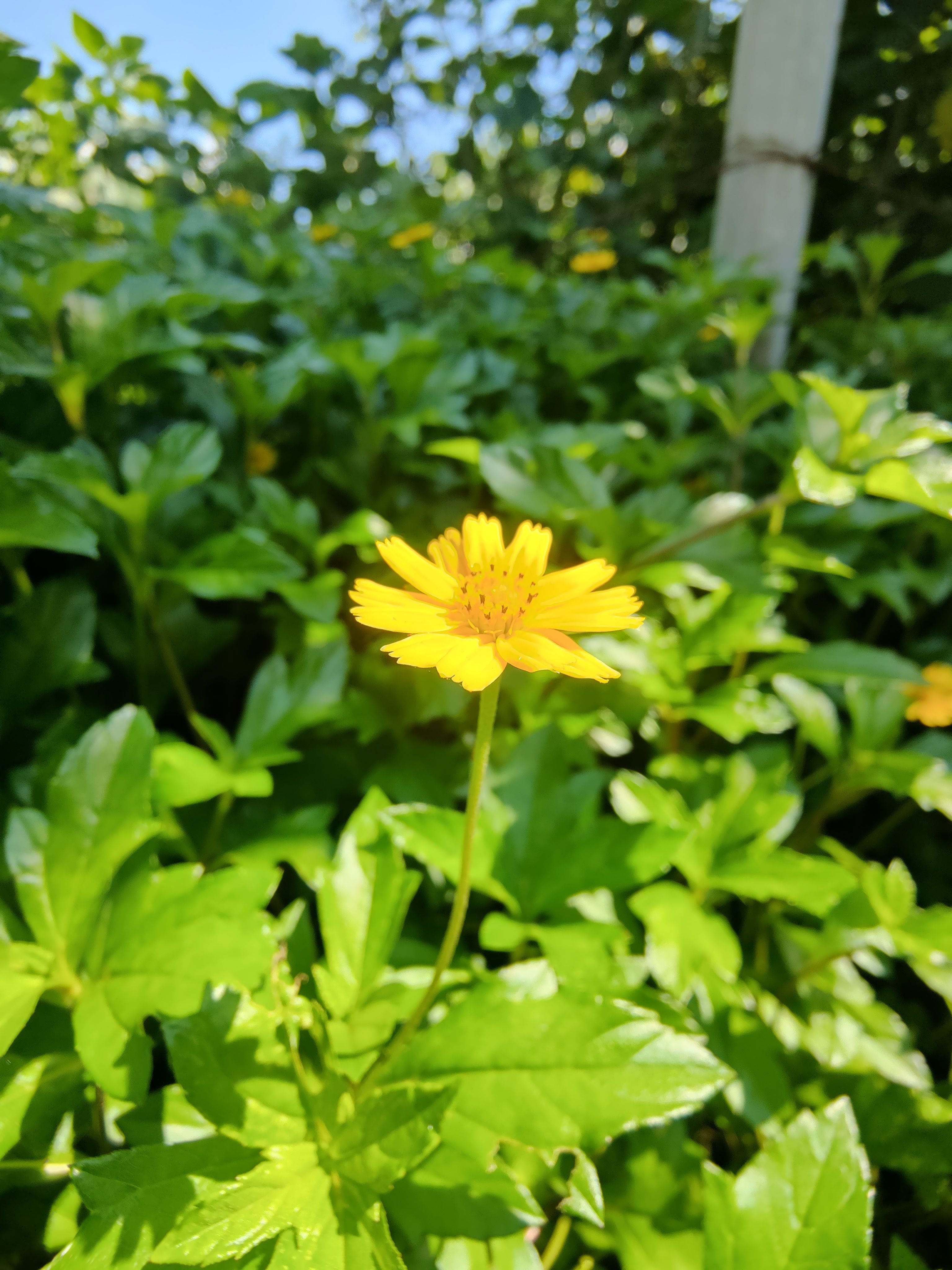 every flower blooms in It's won time Genshin Impact | HoYoLAB