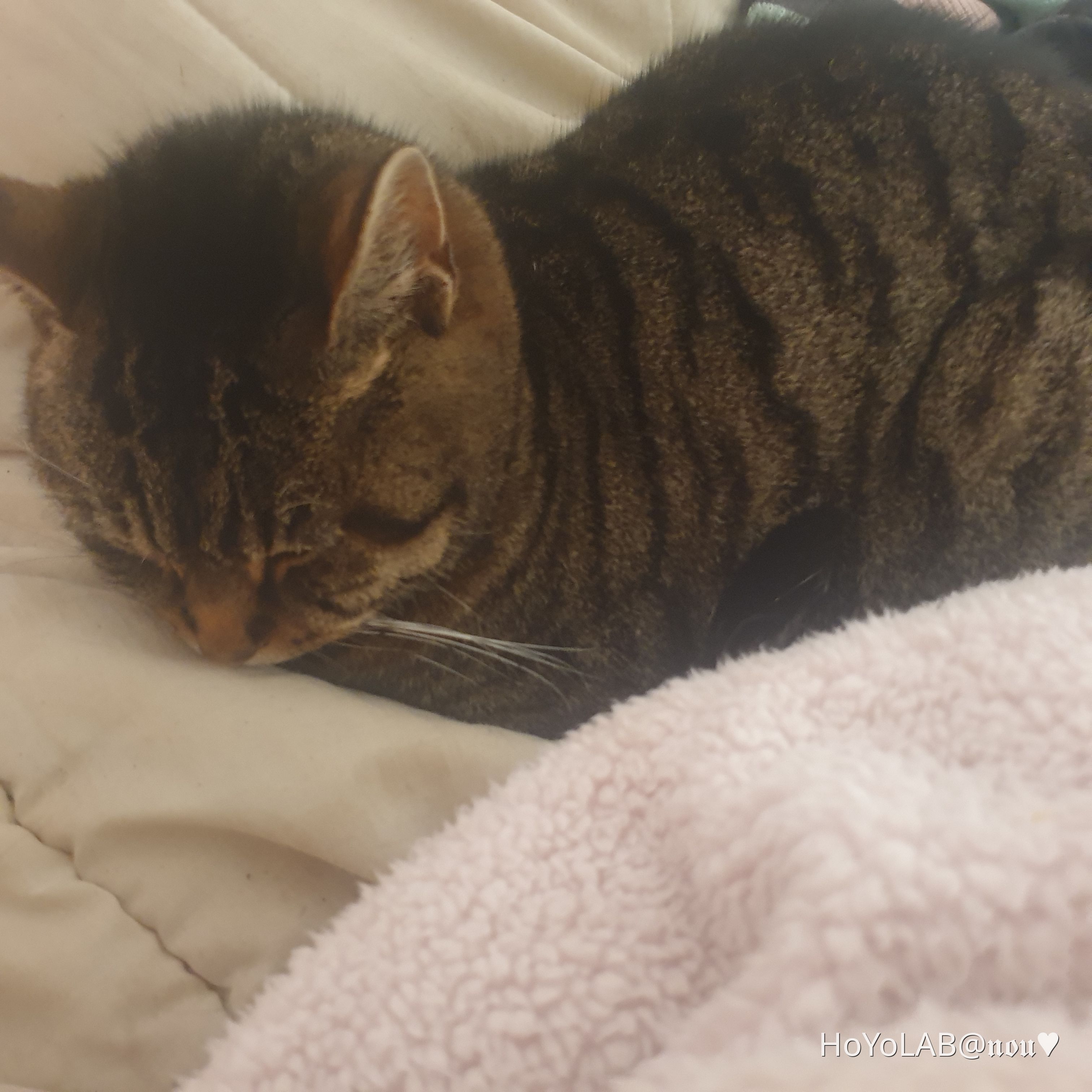 Hello hello Genshin Impact | HoYoLAB