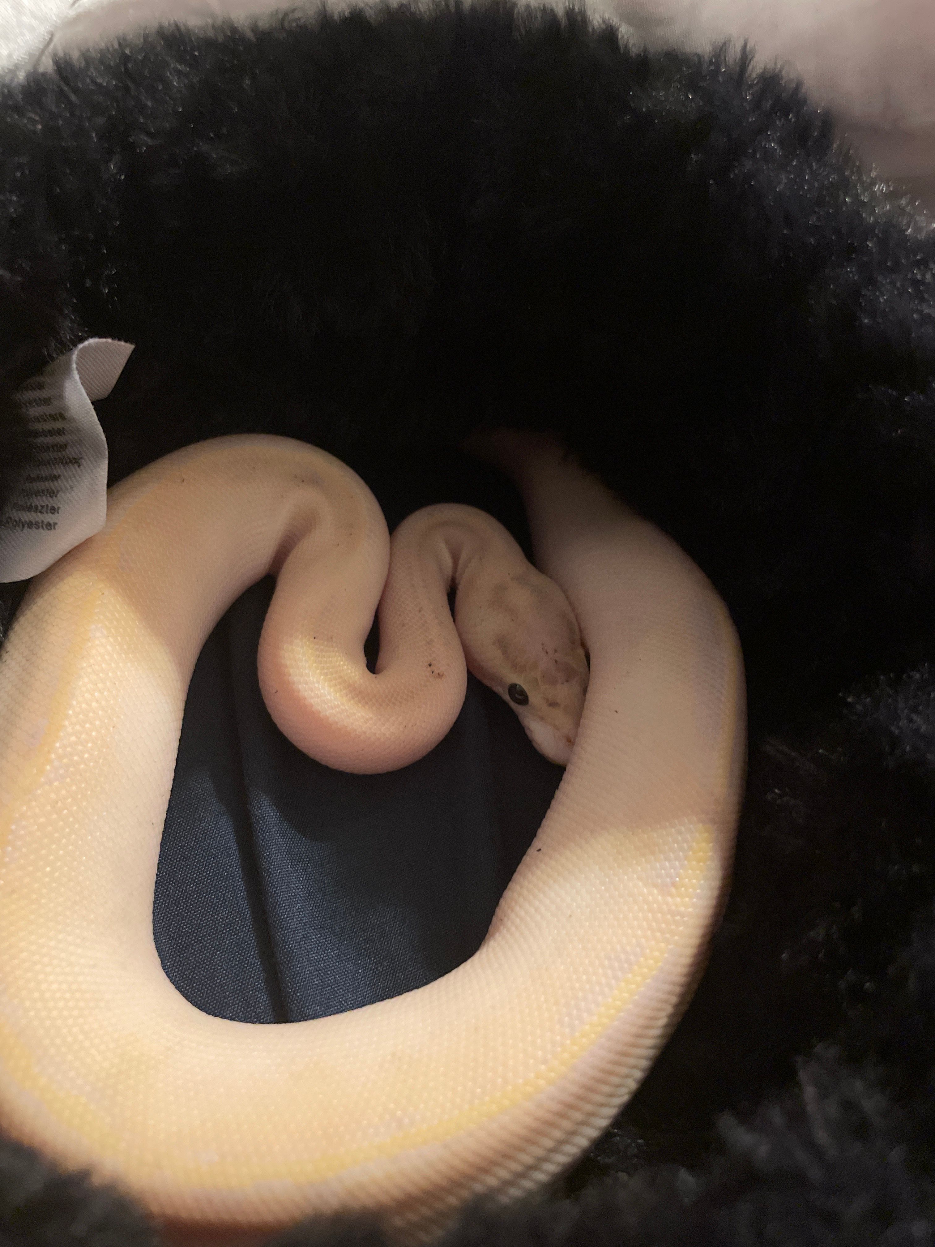 Snake Genshin Impact | HoYoLAB