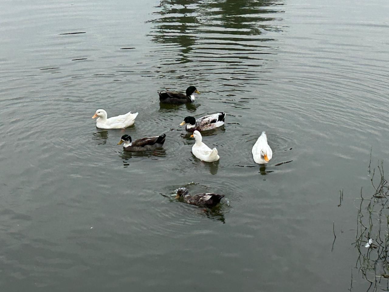 Ducks | HoYoLAB