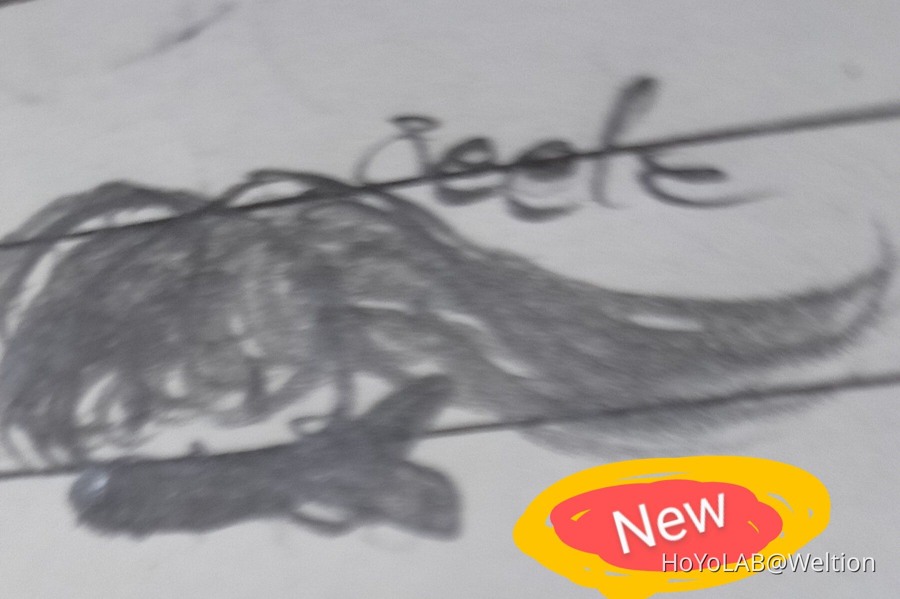 my non-existent Seele.. Honkai: Star Rail | HoYoLAB