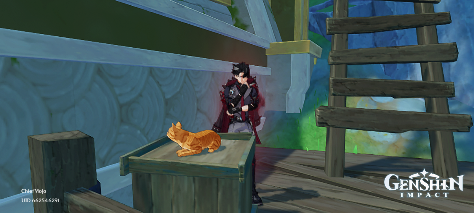 random cat Genshin Impact | HoYoLAB