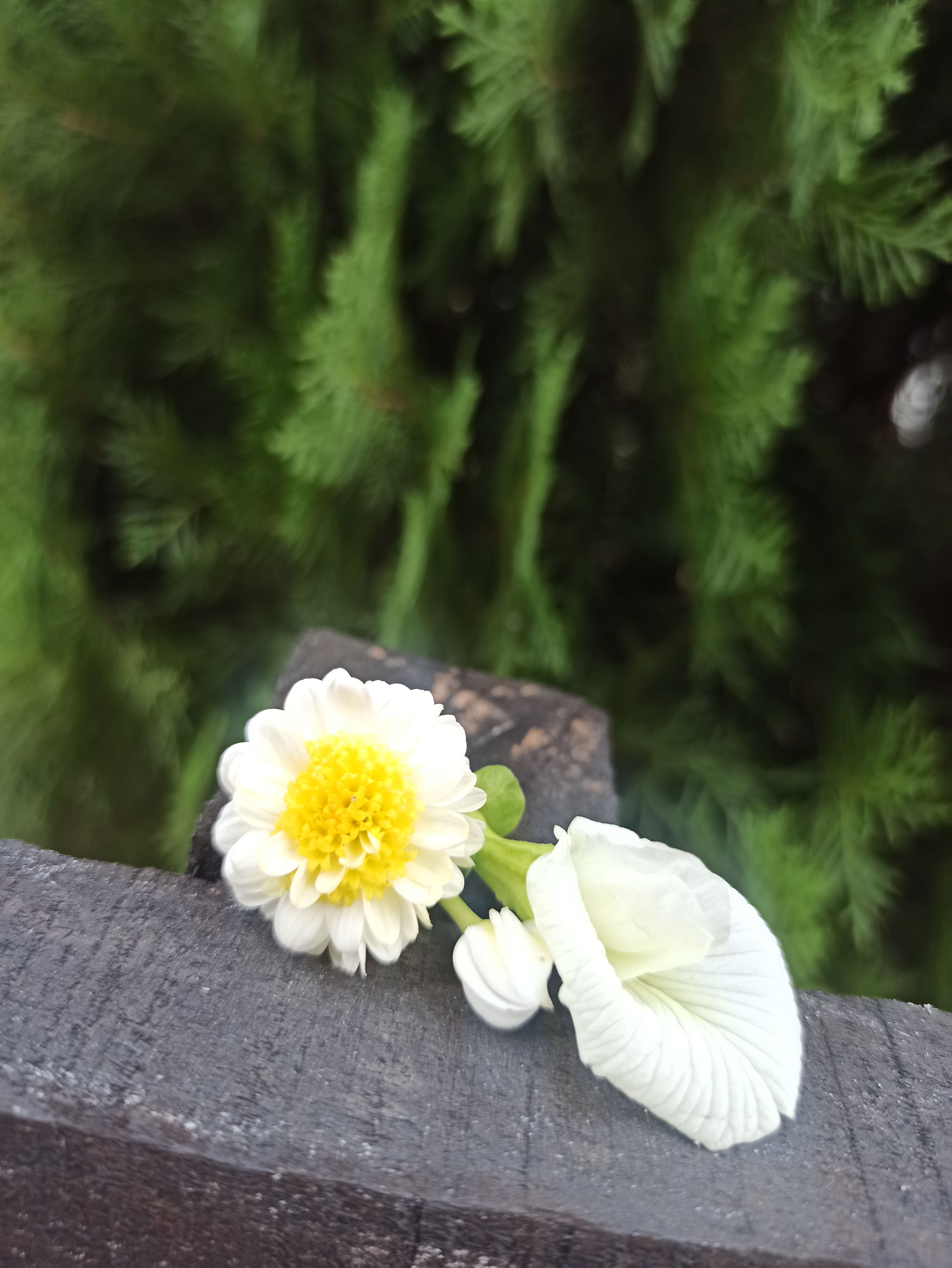 Found these lil flowers ️ | HoYoLAB