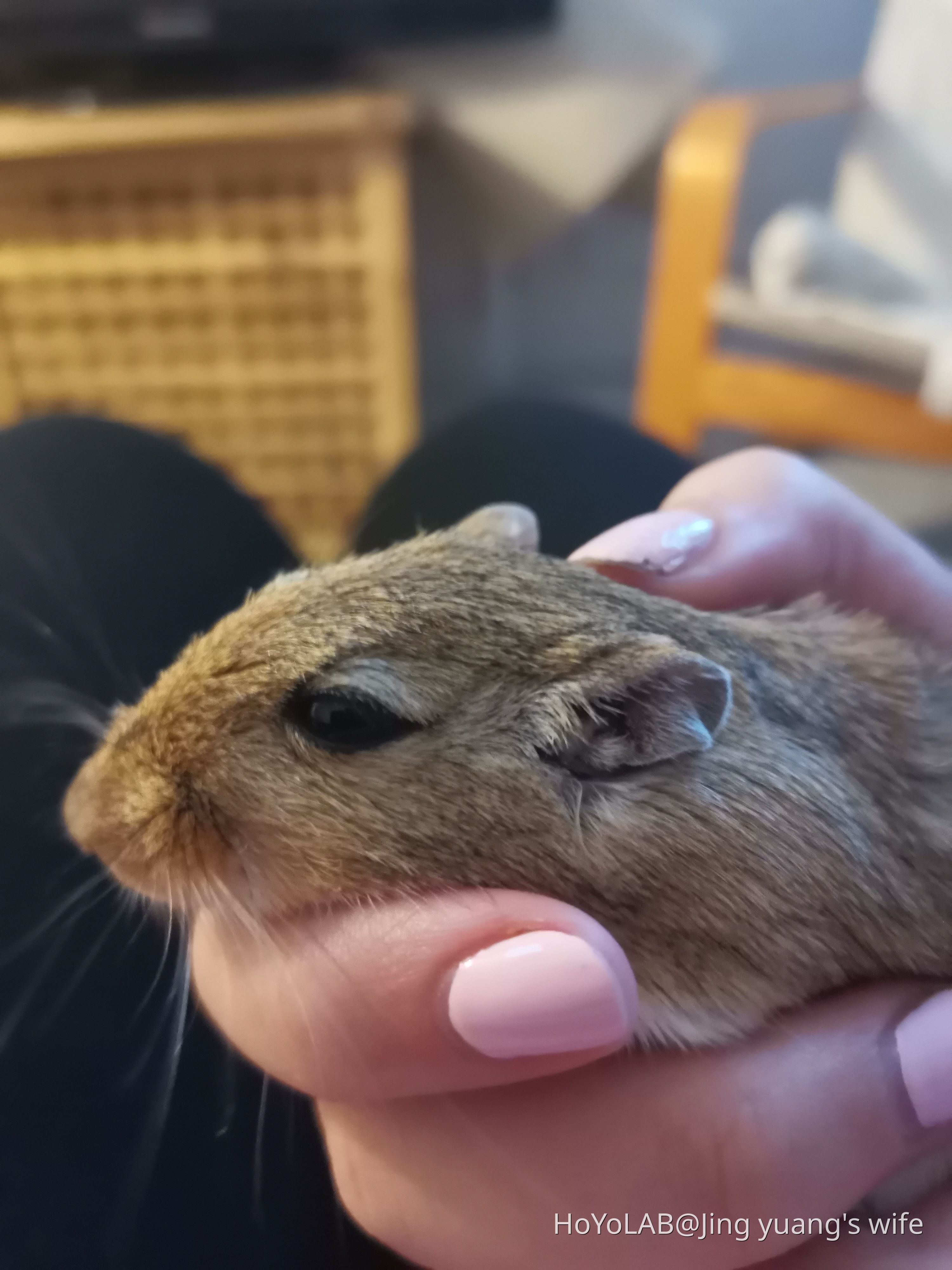 Gerbil reveal! | HoYoLAB