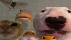 hiiii Genshin Impact | HoYoLAB