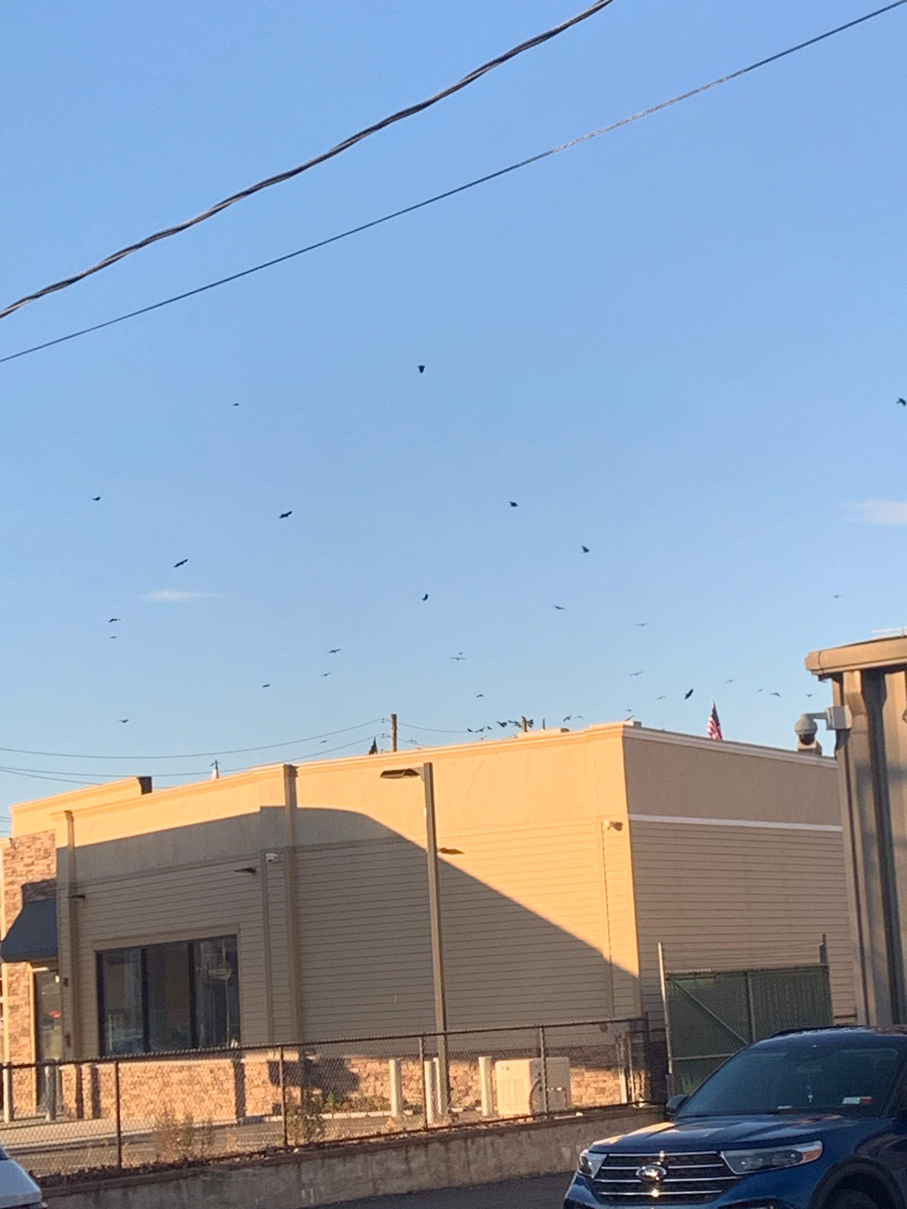 bird infestation 💀💀 | HoYoLAB