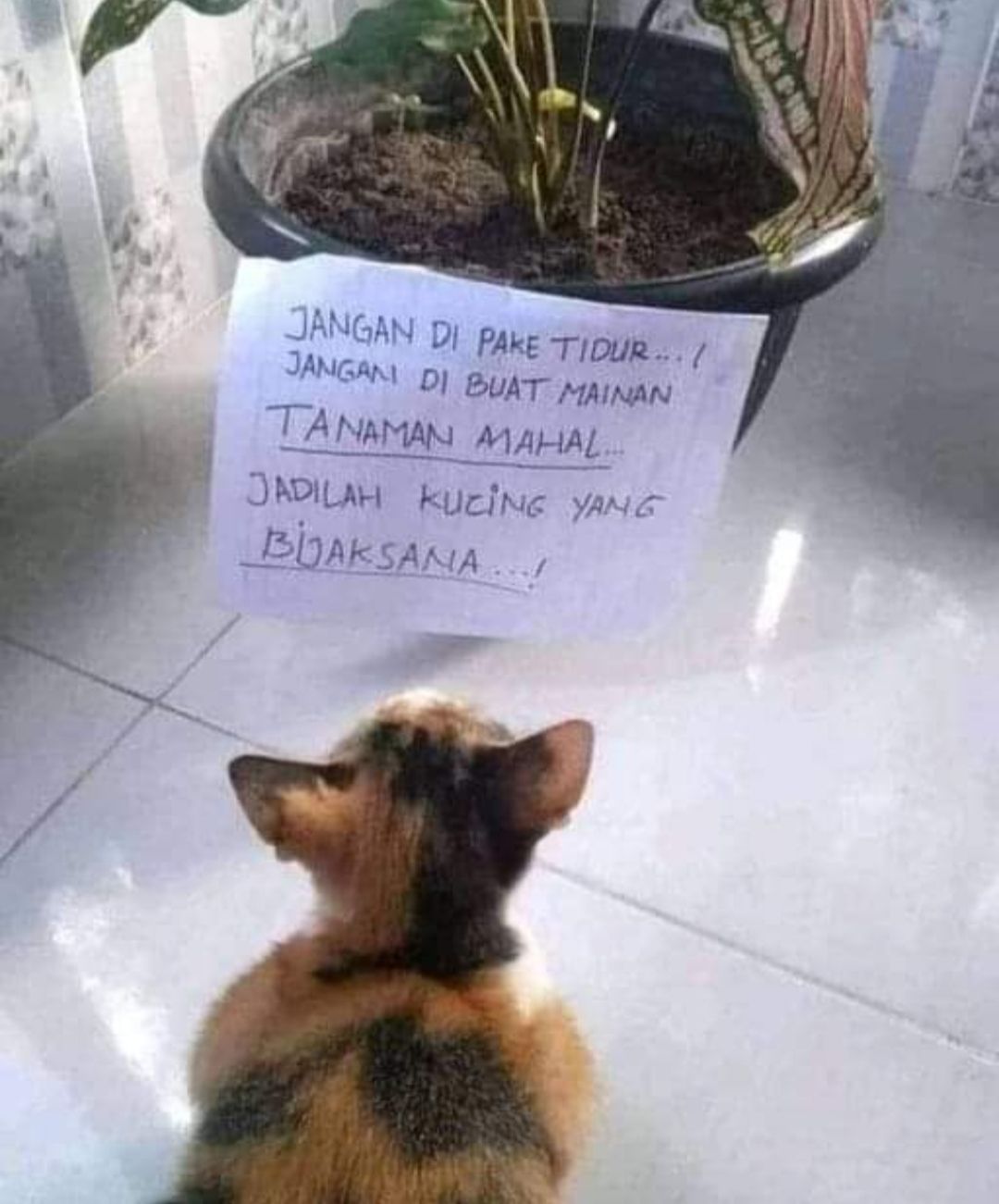 Wise Cat - Kucing Yg Bijak 😸 | HoYoLAB