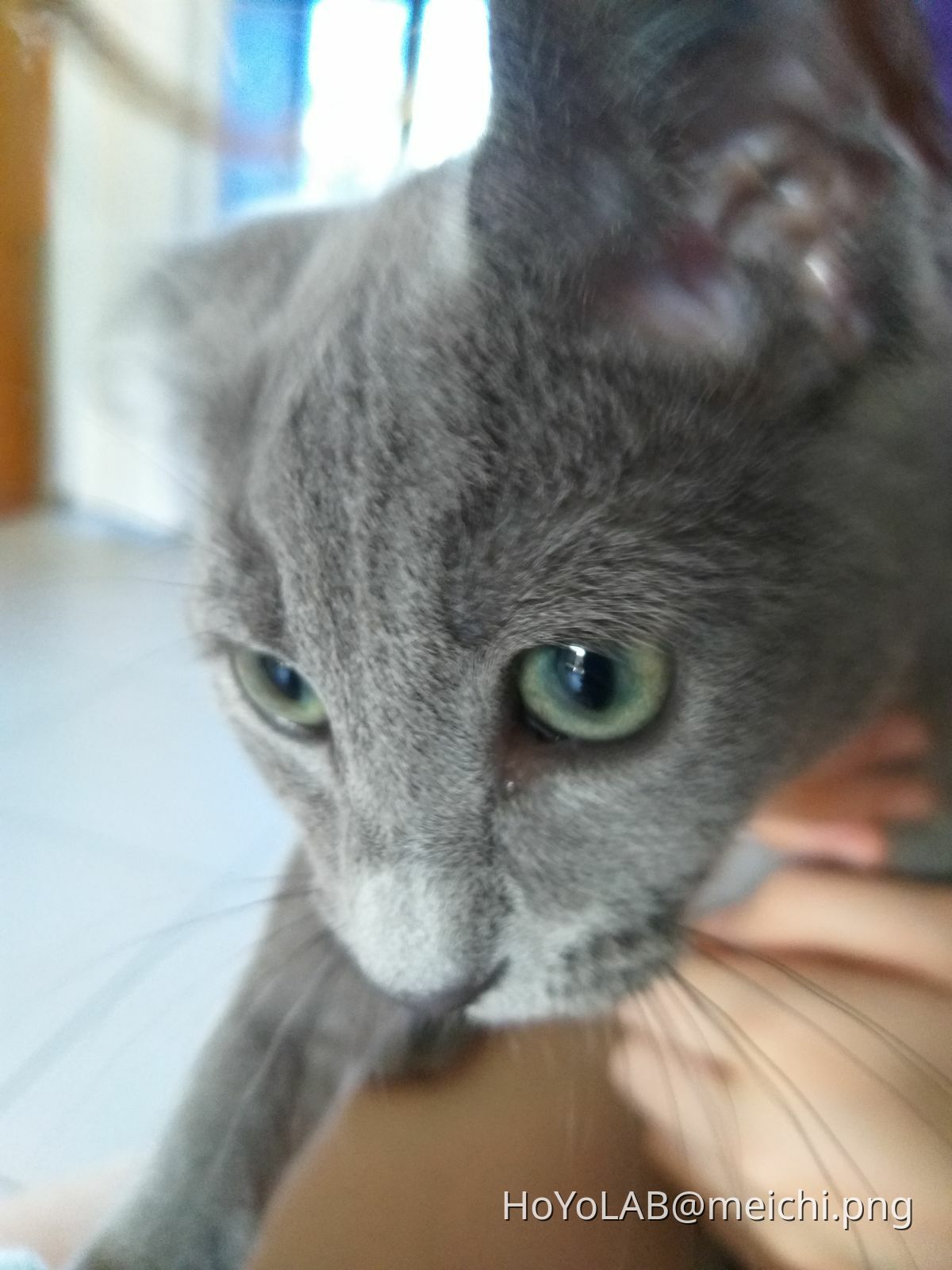 this is my cat | HoYoLAB