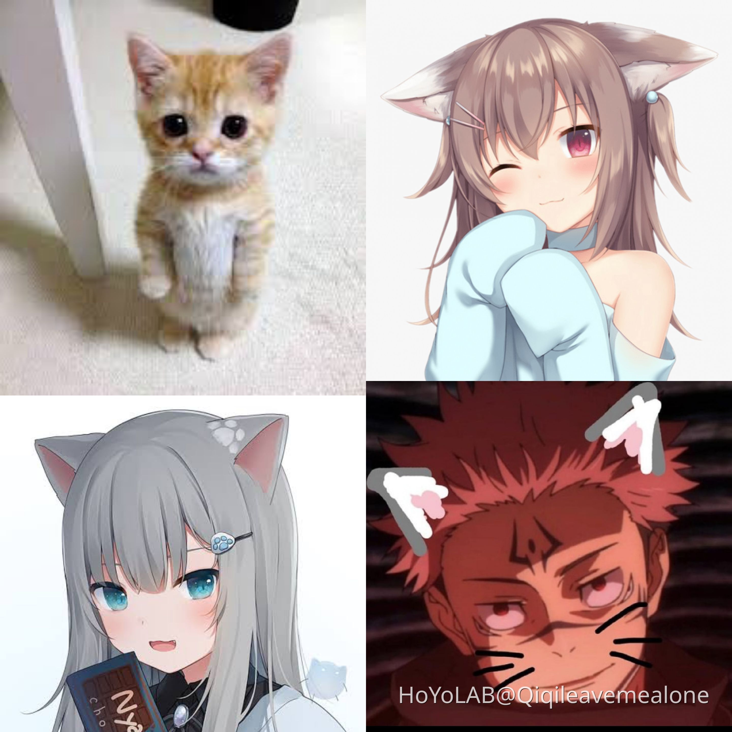 Which one is the real cat | HoYoLAB