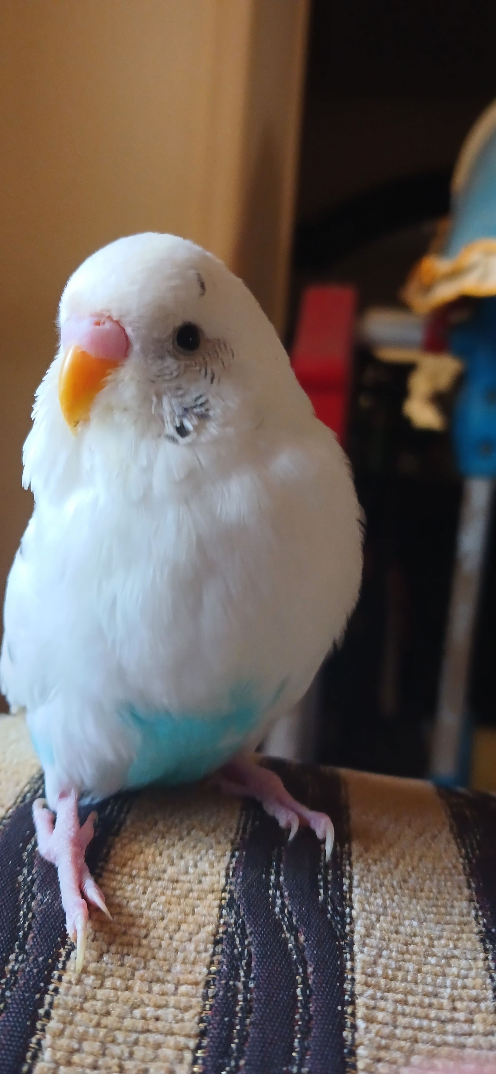 why do I feel like my bird is neuvillette Genshin Impact | HoYoLAB