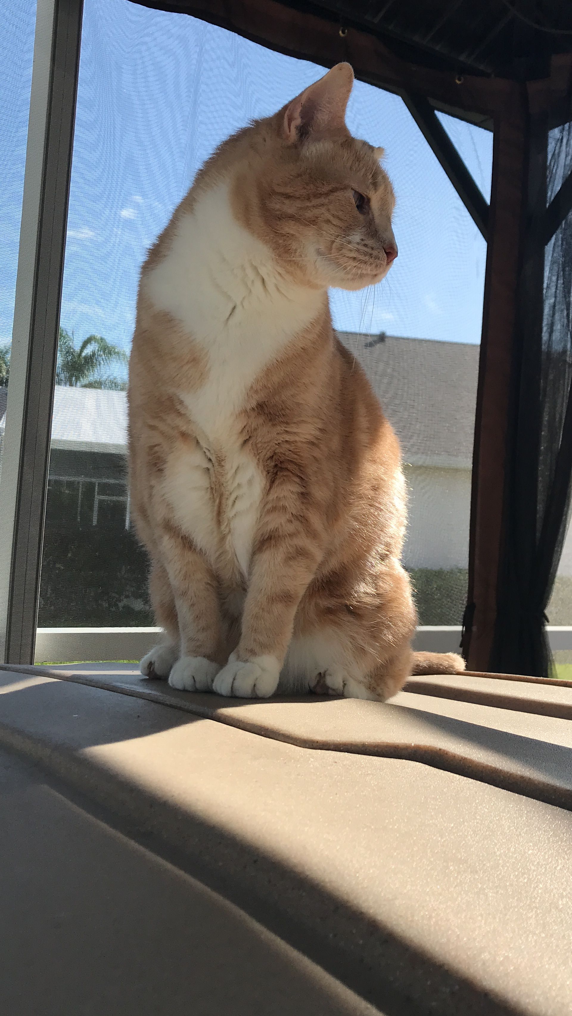 Winston enjoyed the breezes on his face how cute and also taken on ...