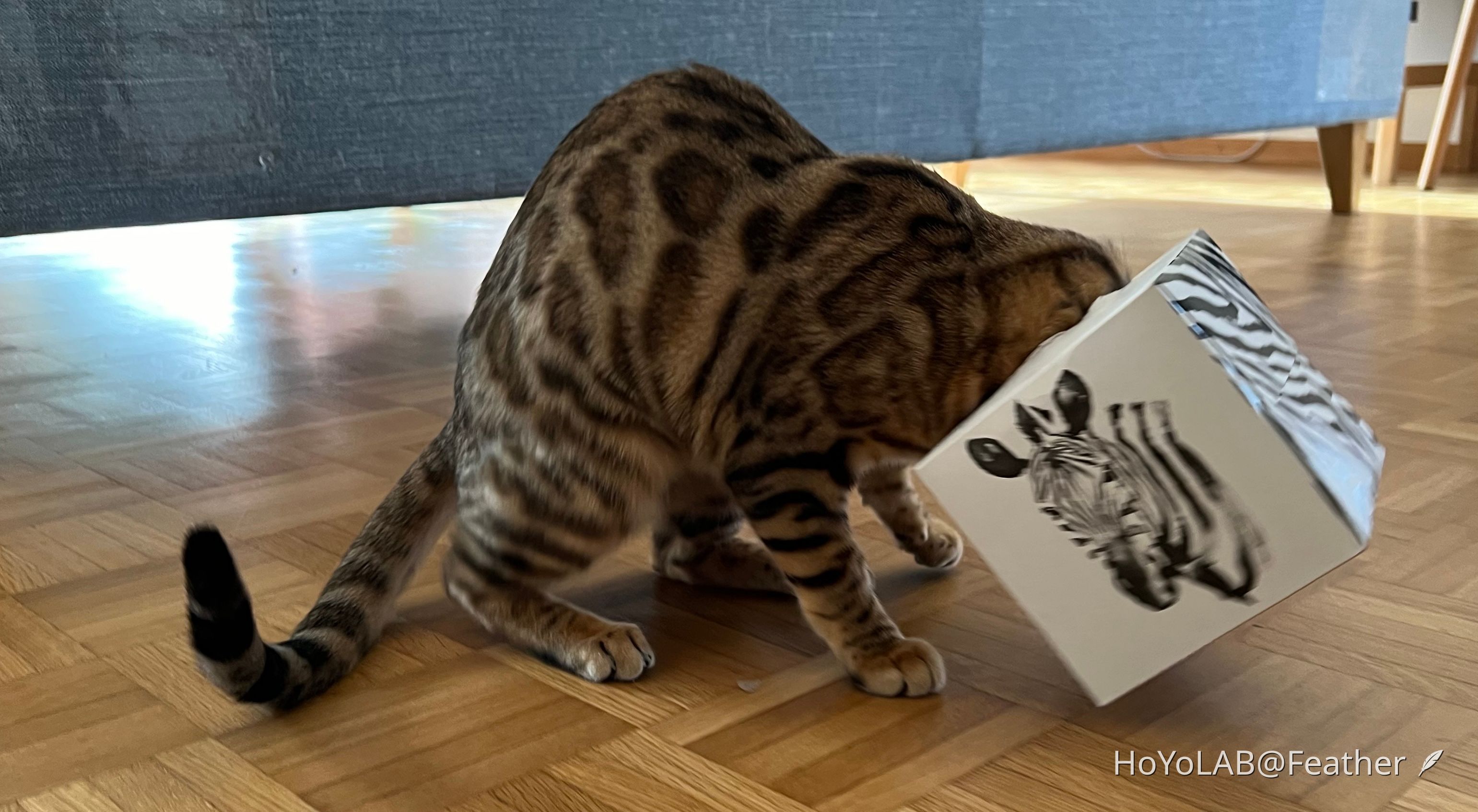 A new species of Zebra-Cat | HoYoLAB