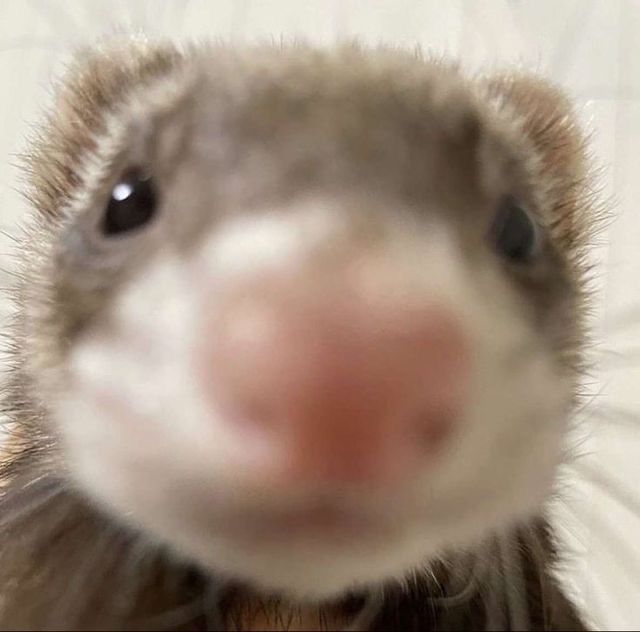 am ferret god | HoYoLAB
