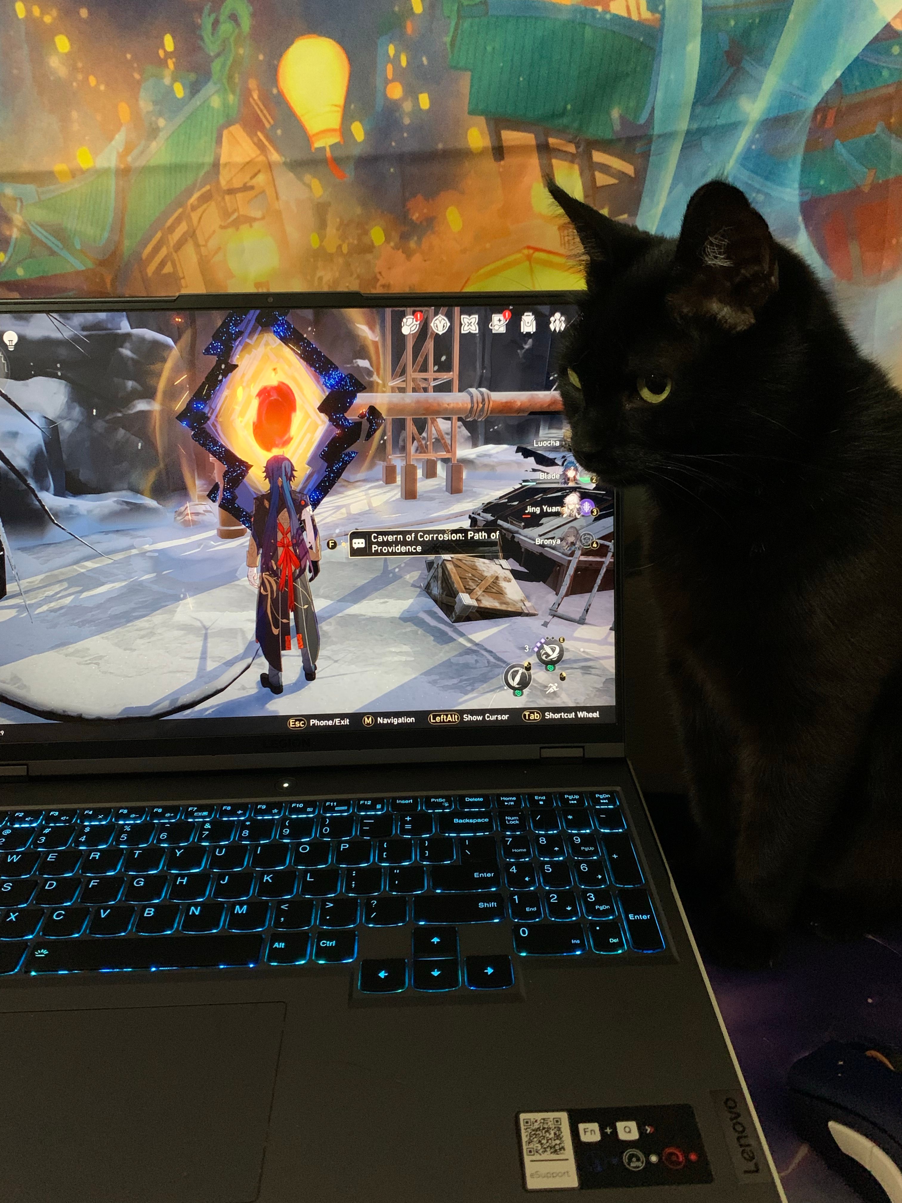 Cat + Blade Honkai: Star Rail | HoYoLAB