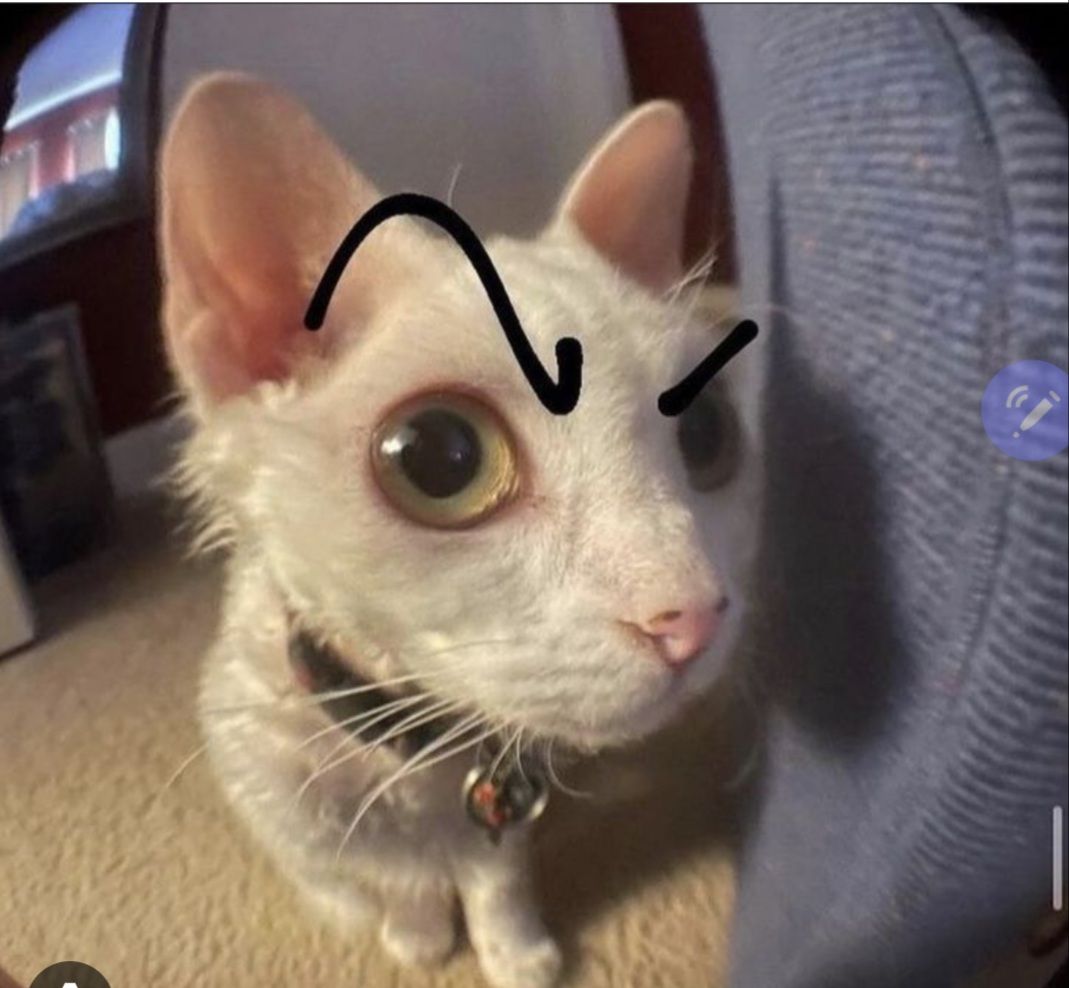 This Cat Wants To Know Something What Is Your Main Bombastic Side Eyecriminal Offensive Side