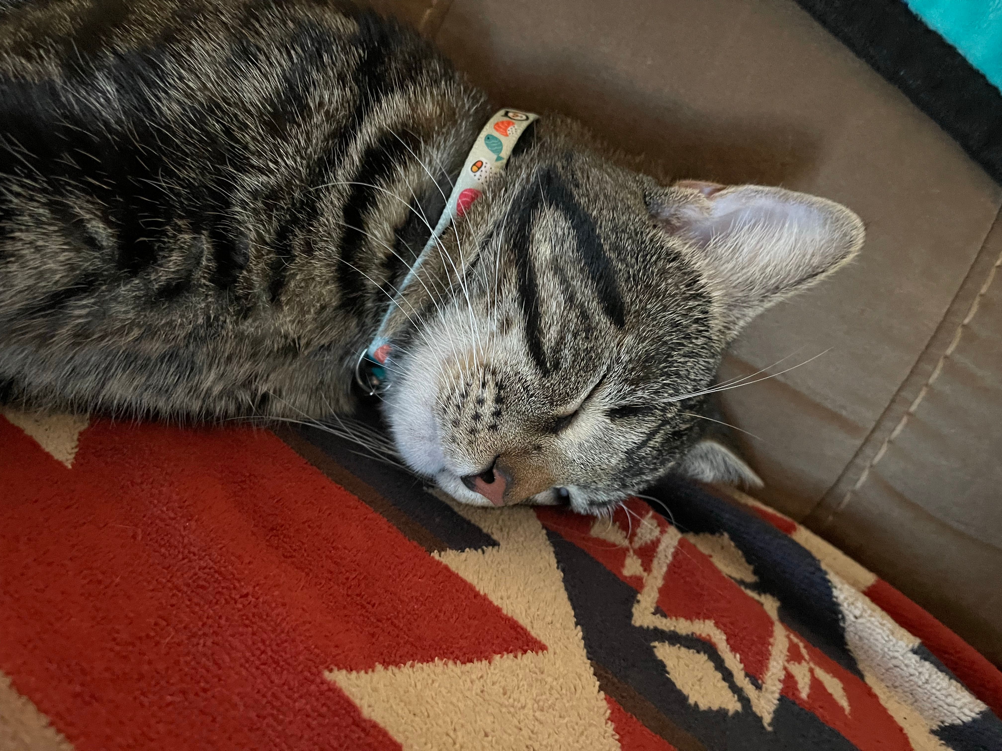 Cat + venti Genshin Impact | HoYoLAB