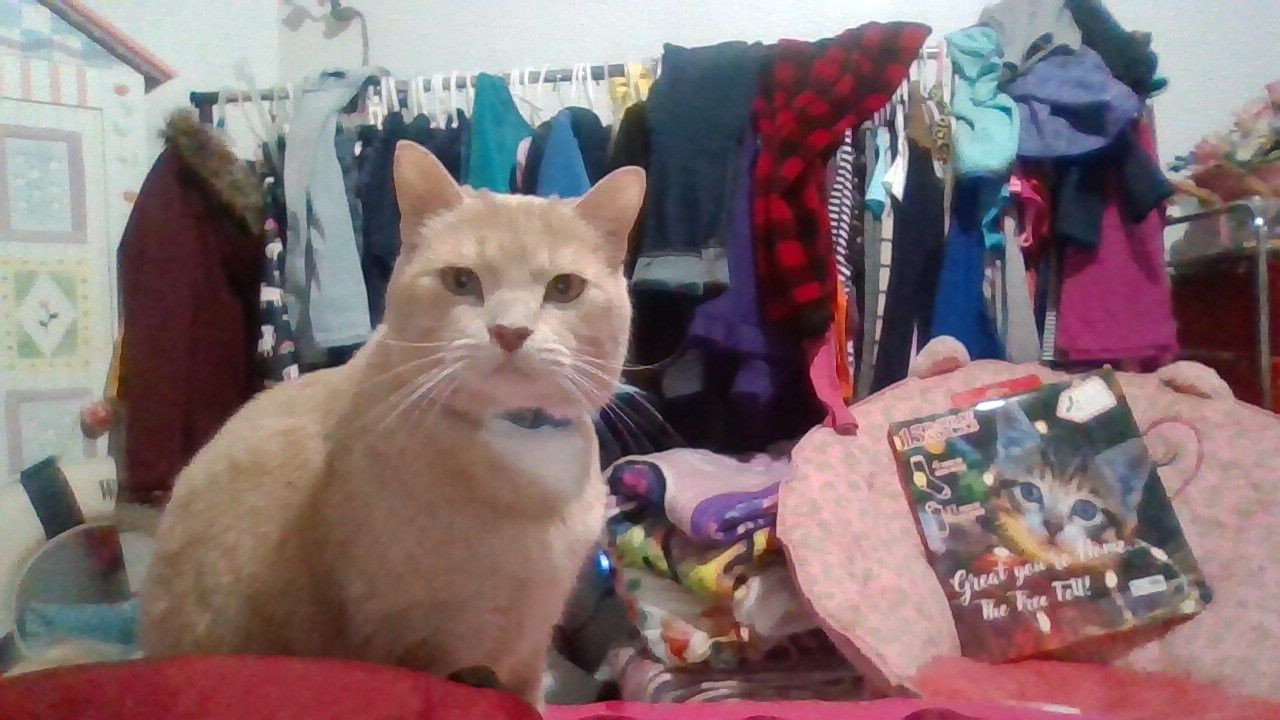 why do toby look like the orange cat? (toby is the irl cat btw) Genshin ...