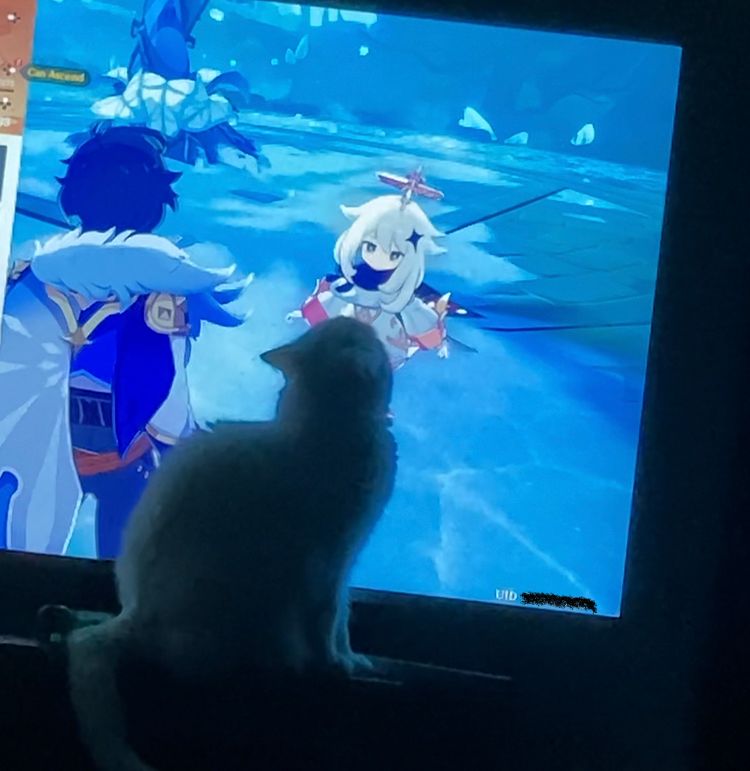 I think my cat likes paimon Genshin Impact | HoYoLAB