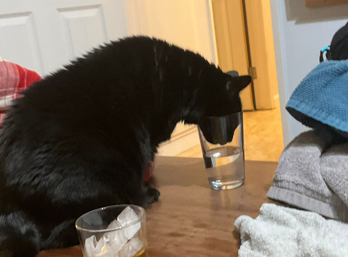 My cat rage quit Genshin Impact | HoYoLAB