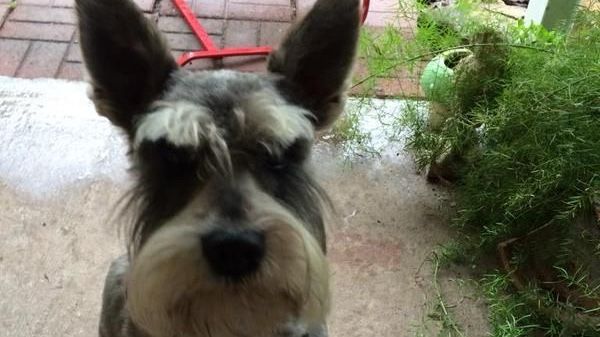 Sacrificing my dog for Furinas rerun Genshin Impact | HoYoLAB