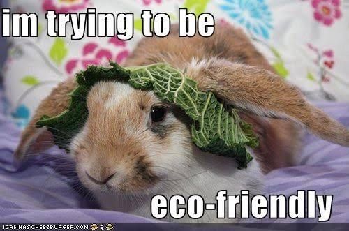 Cute/funny rabbit memes to help you get through tough times. | HoYoLAB