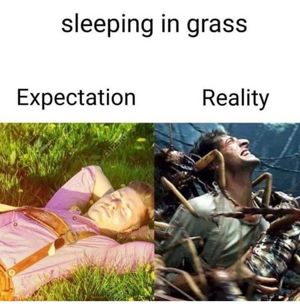 Sleeping in a grass | HoYoLAB