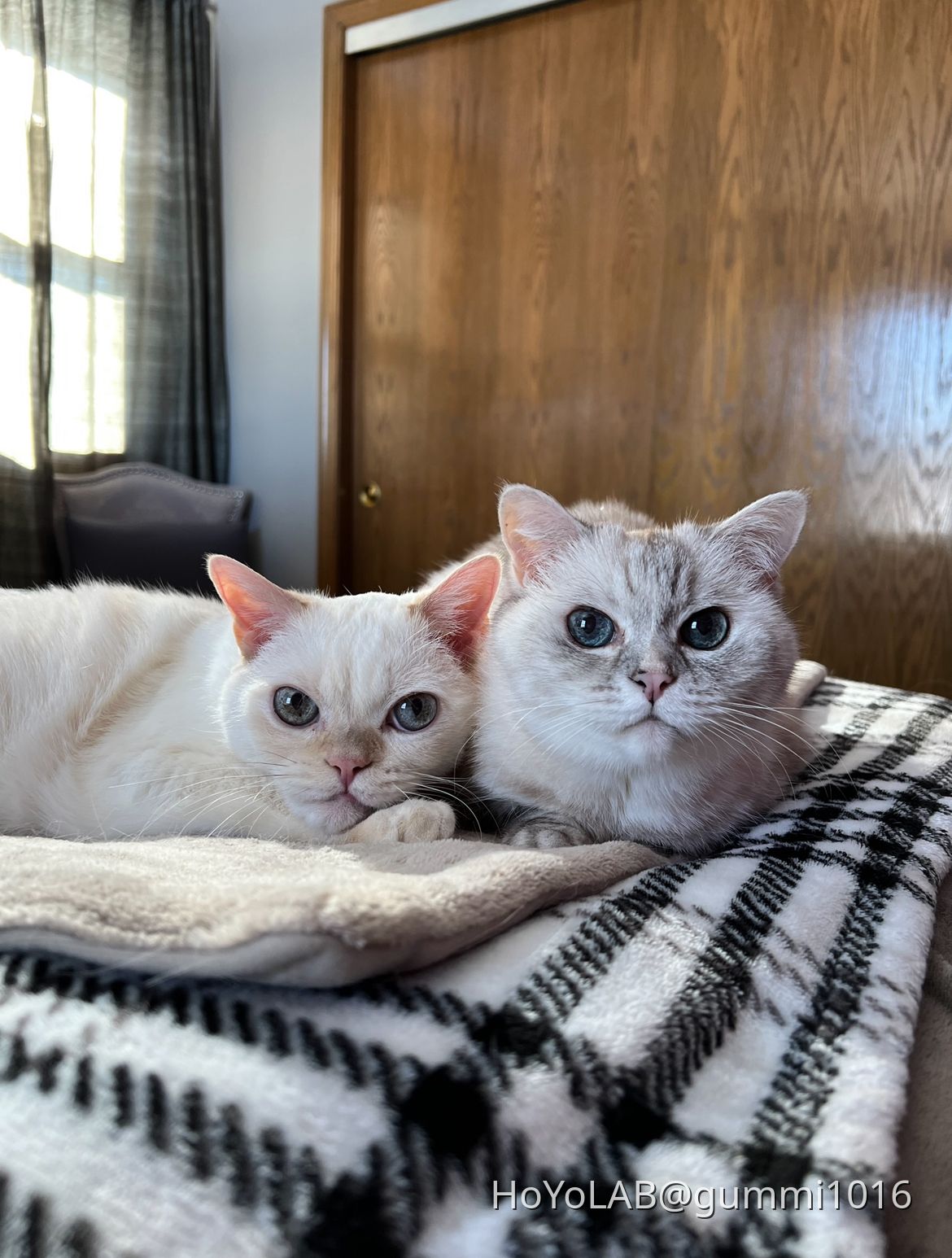 Blue and Caramel - the Adepti duo Genshin Impact | HoYoLAB