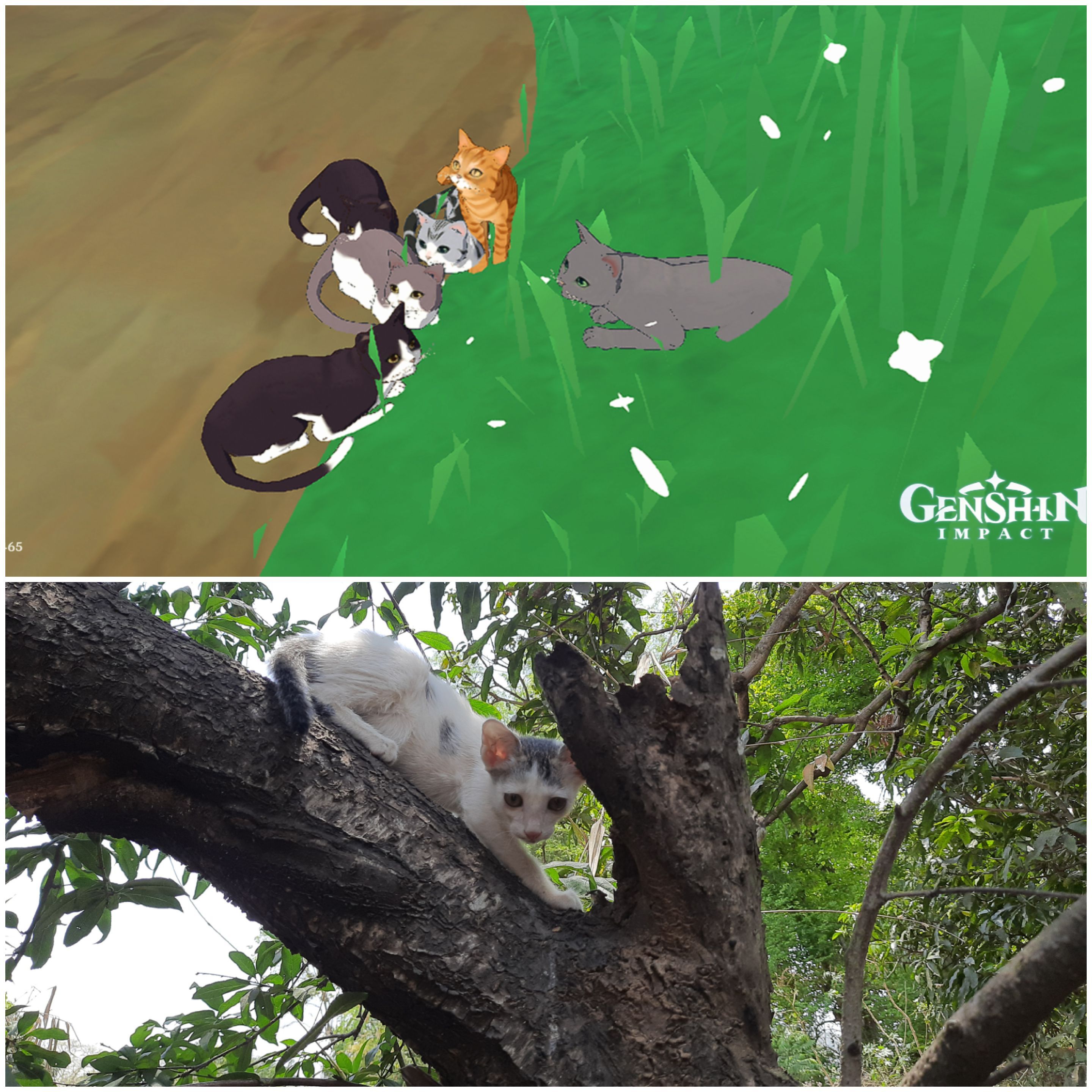 Meow meow ! 🐾🐾 Genshin Impact | HoYoLAB