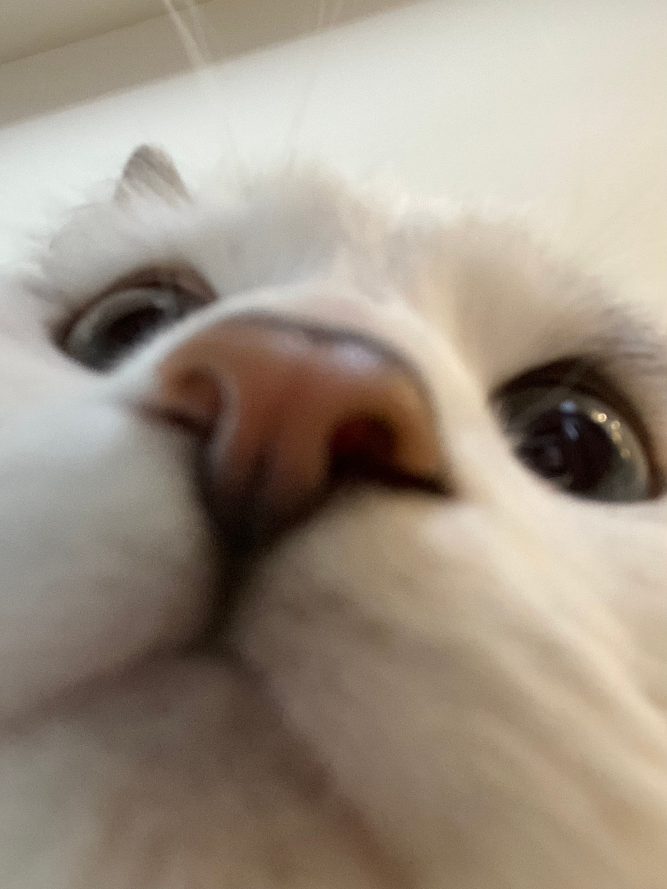 Heres my cat for your enjoyment Genshin Impact | HoYoLAB