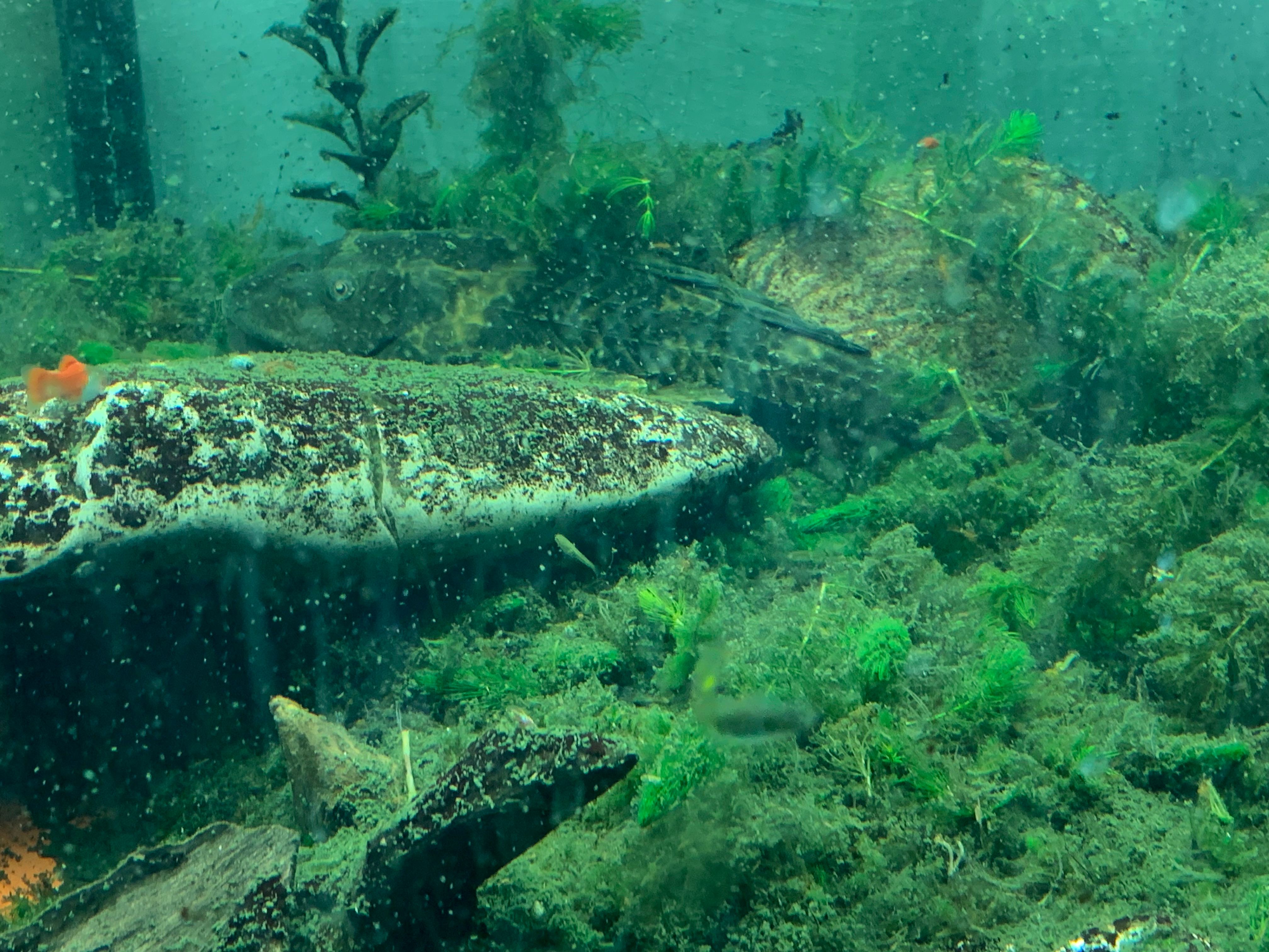 Find the big fish | HoYoLAB