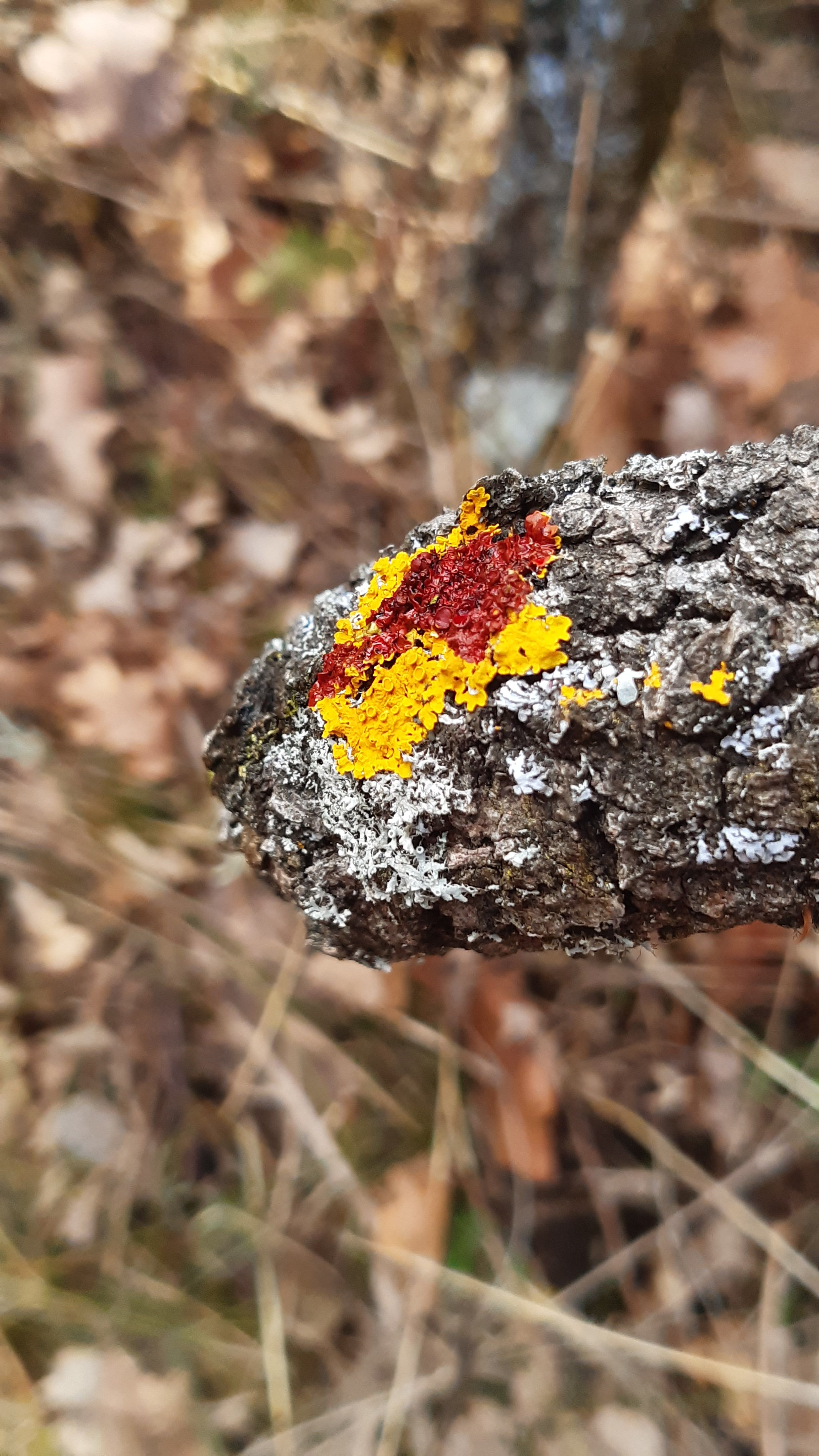 biology expedition | HoYoLAB