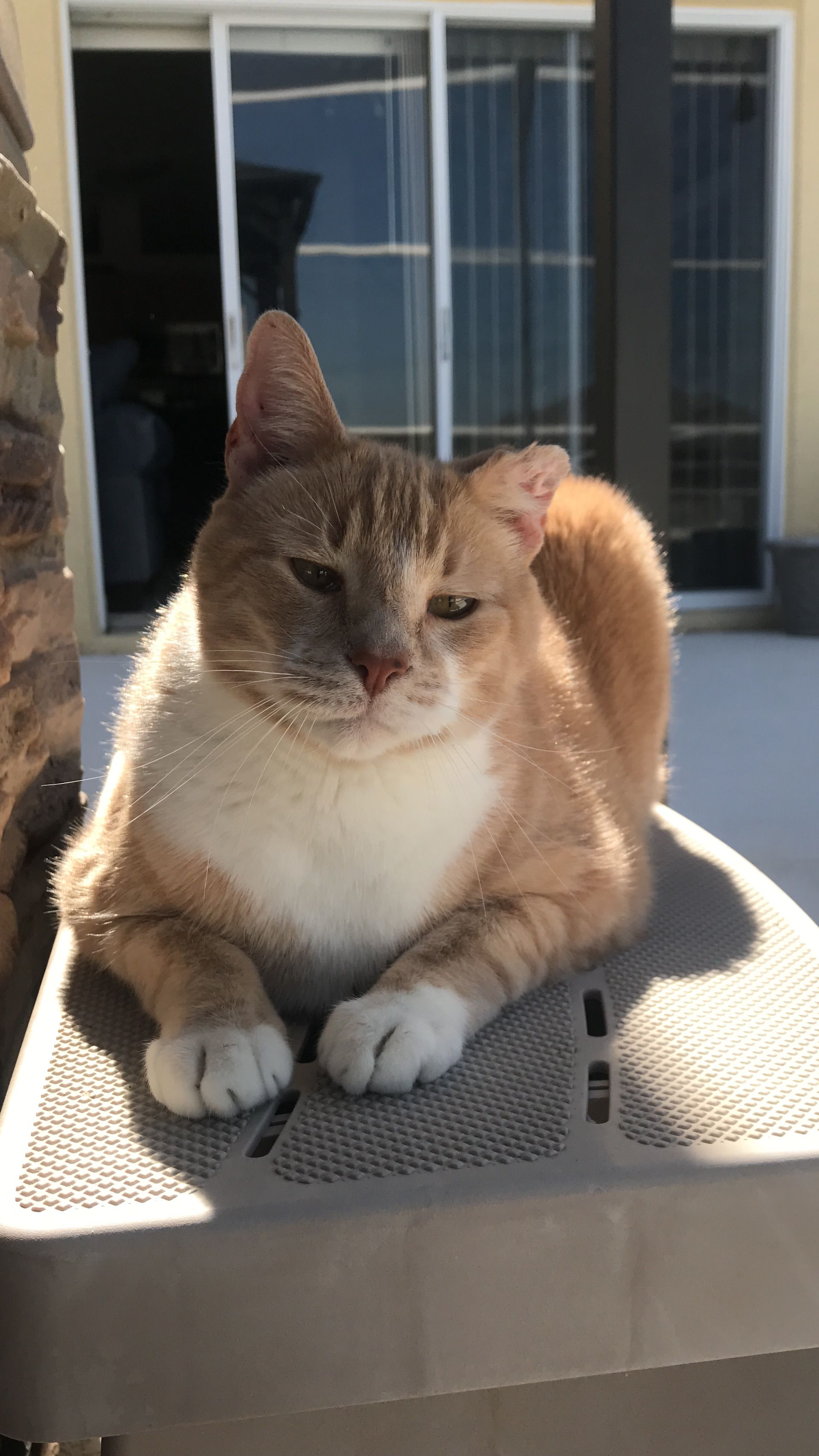 Looked at this handsome cat, Winston is too cute 🥰😭 | HoYoLAB