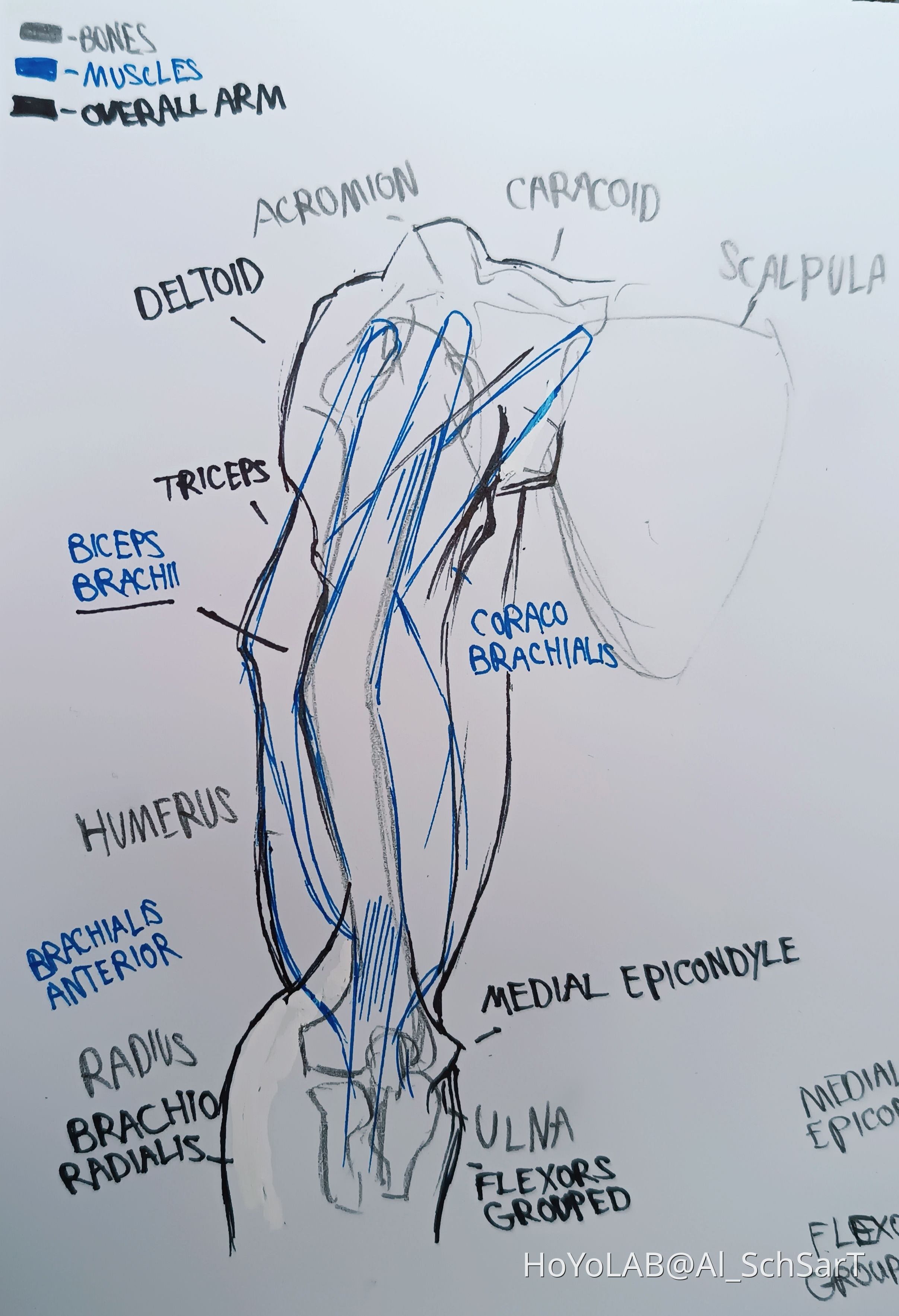 Arm anatomy studies (⁠☆⁠ ⁠☆⁠) | HoYoLAB