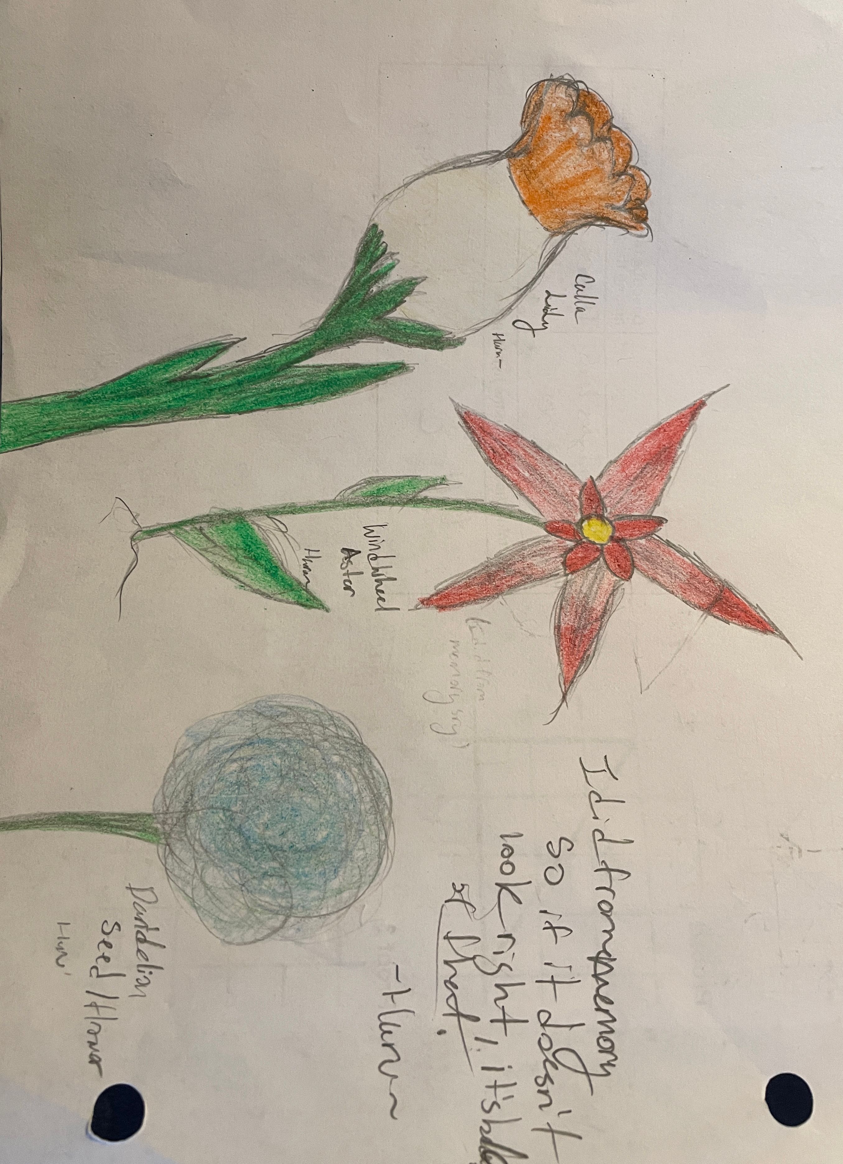 Genshin Flowers Genshin Impact | HoYoLAB