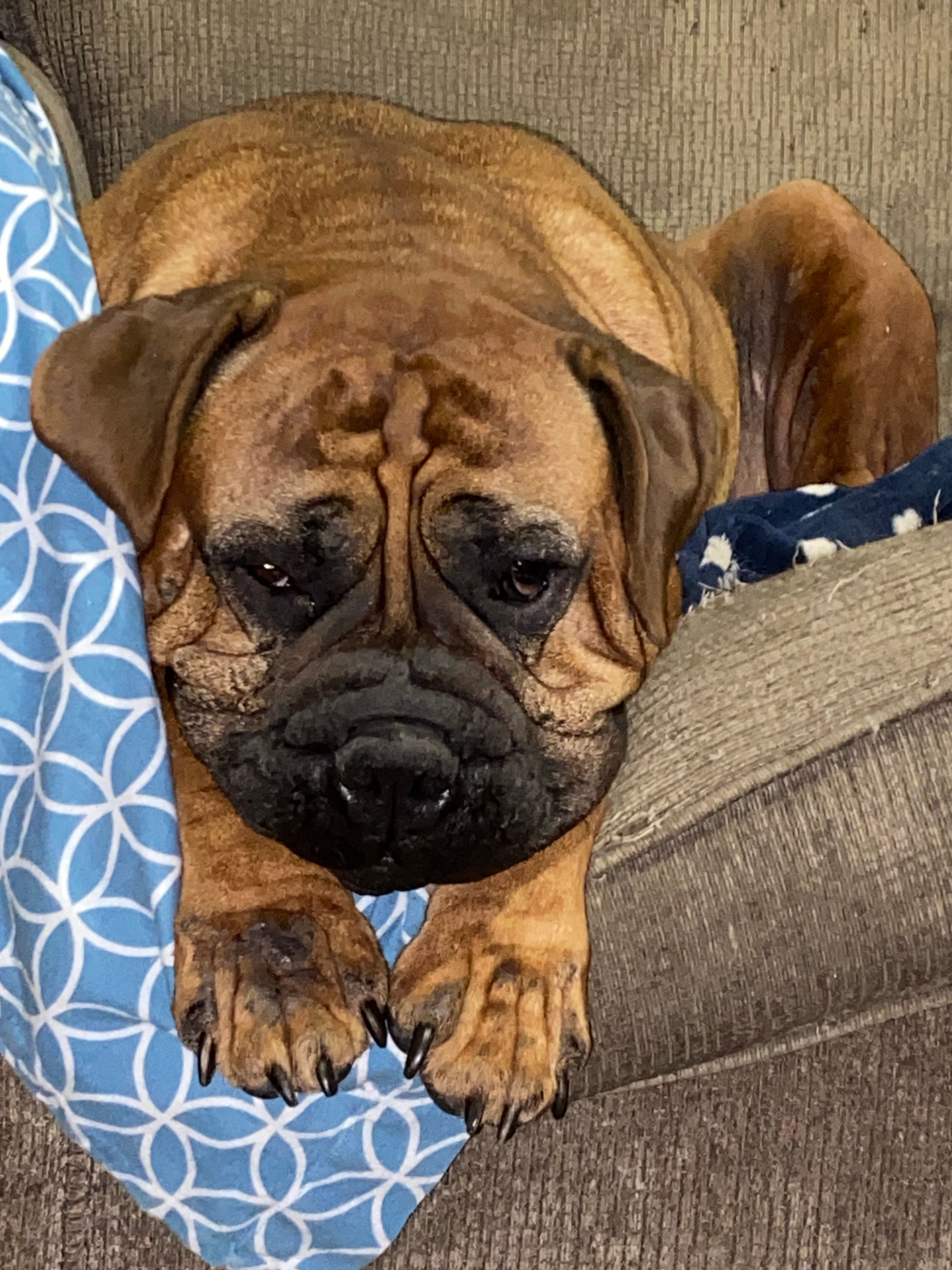 Cute Big doggo Genshin Impact | HoYoLAB