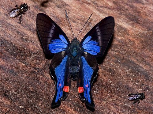 This butterfly looks kinda… Honkai: Star Rail | HoYoLAB