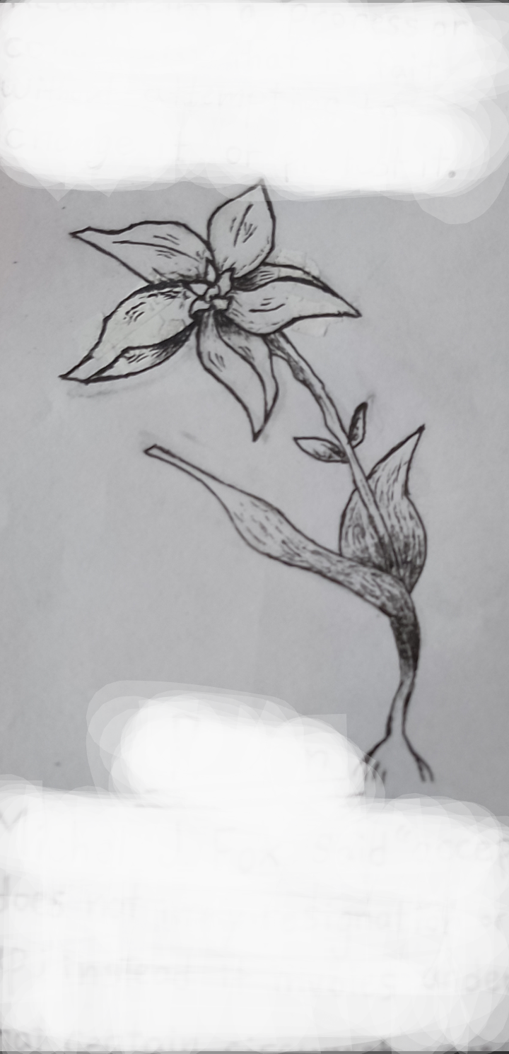 Windwheel Aster and Qingxin flower Genshin Impact | HoYoLAB
