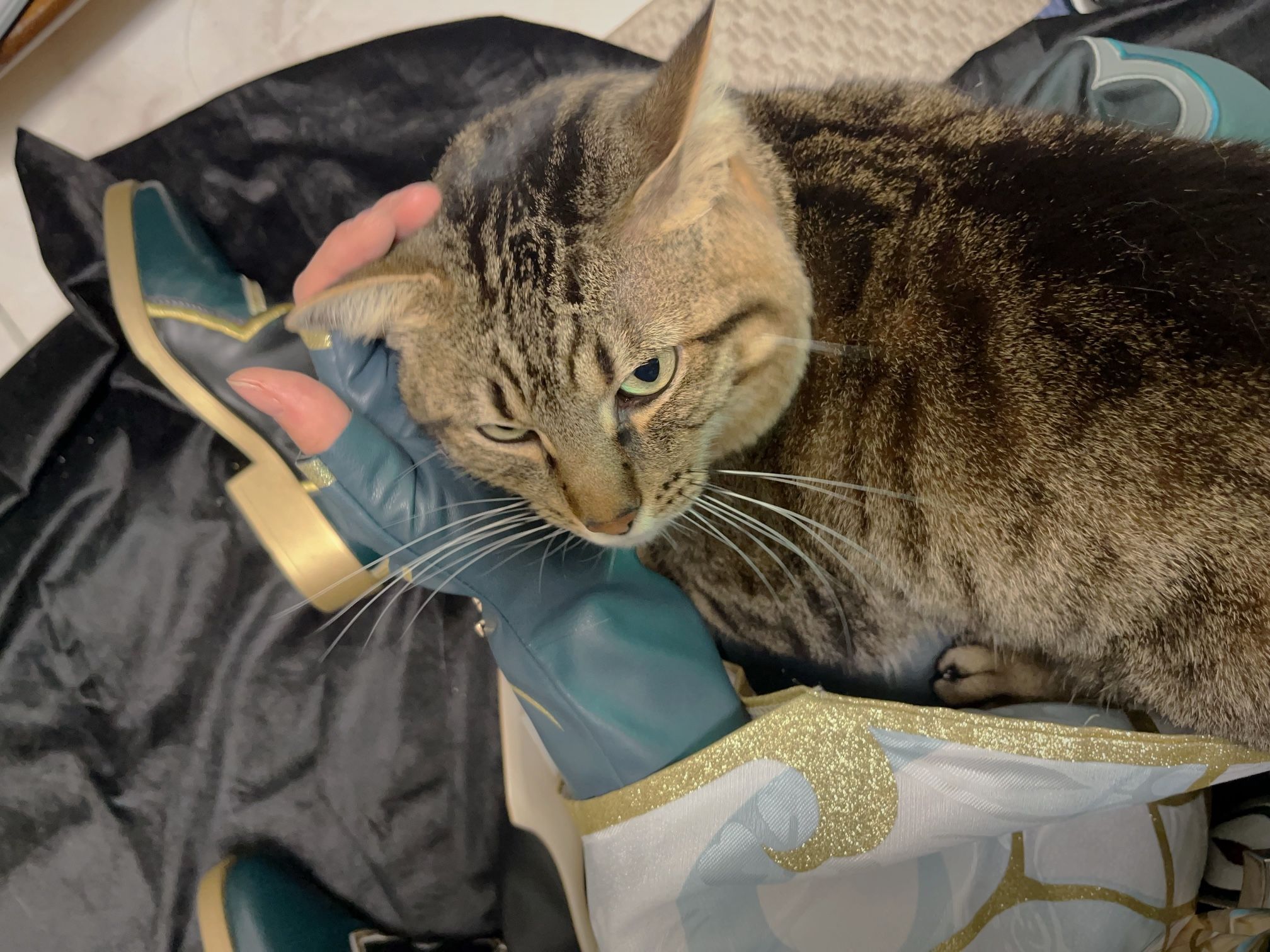 Dan heng IL cosplay and Cat Honkai: Star Rail | HoYoLAB