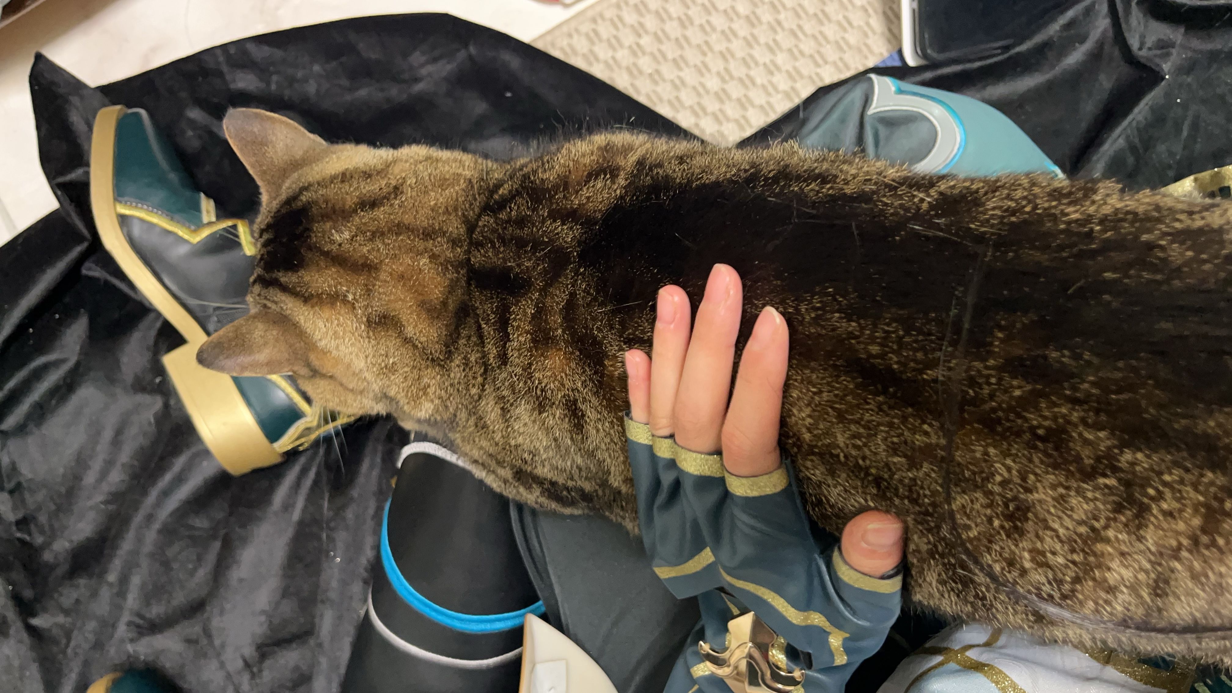 Dan heng IL cosplay and Cat Honkai: Star Rail | HoYoLAB