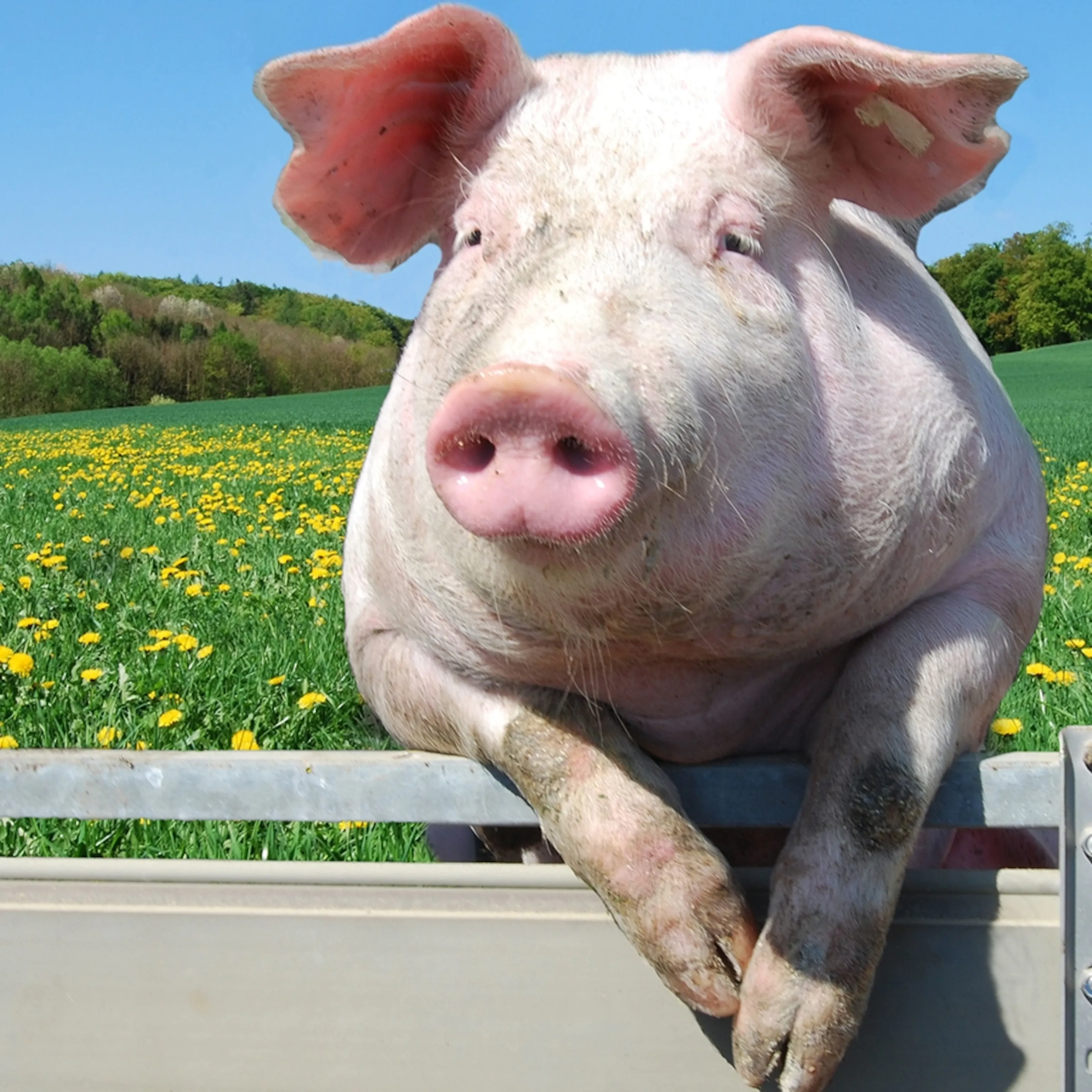 who wanna add me? Honkai: Star Rail | HoYoLAB