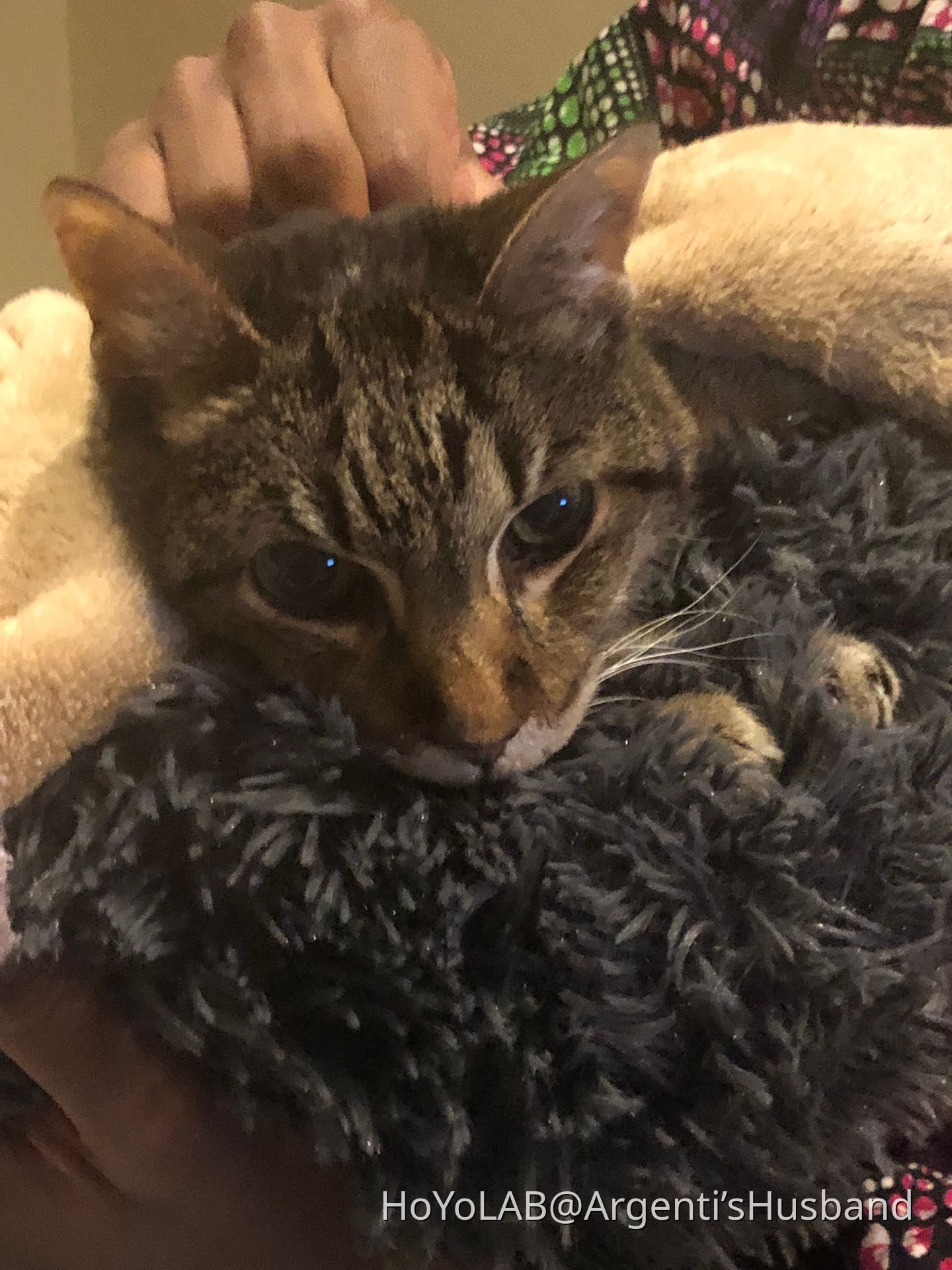 Cat Update | HoYoLAB