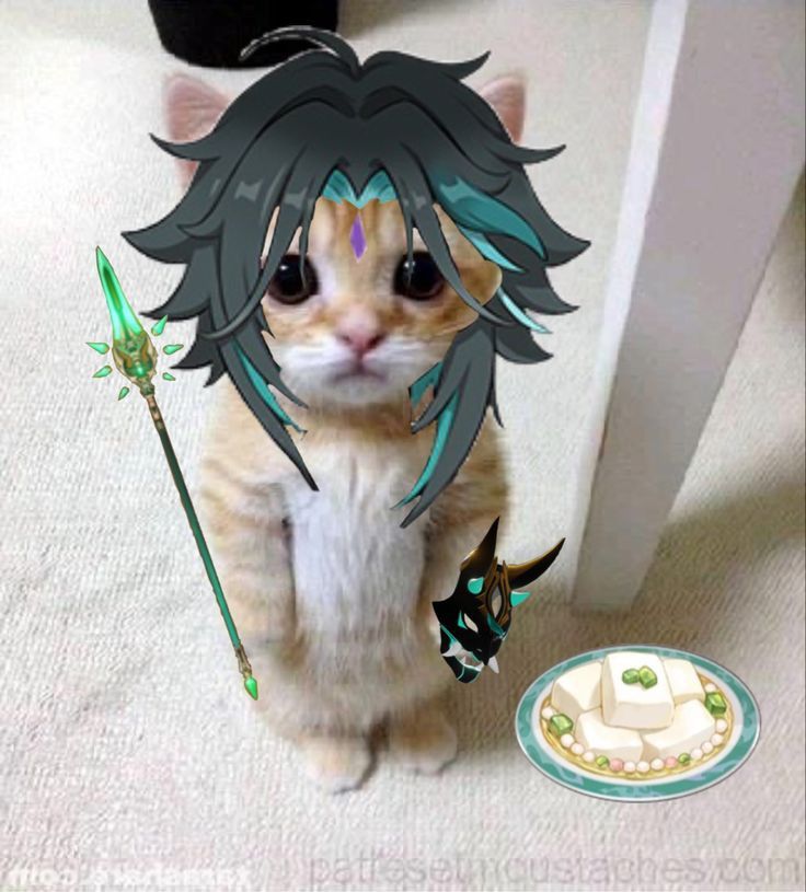 Xiao kitty 🐈 Genshin Impact | HoYoLAB