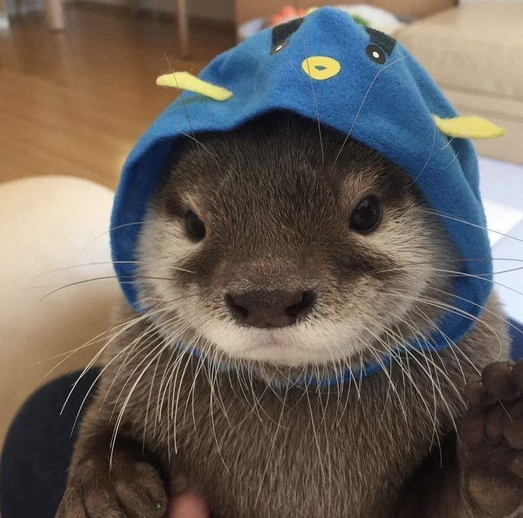 Awh! Look at Neuvillette in his new hat! Genshin Impact | HoYoLAB