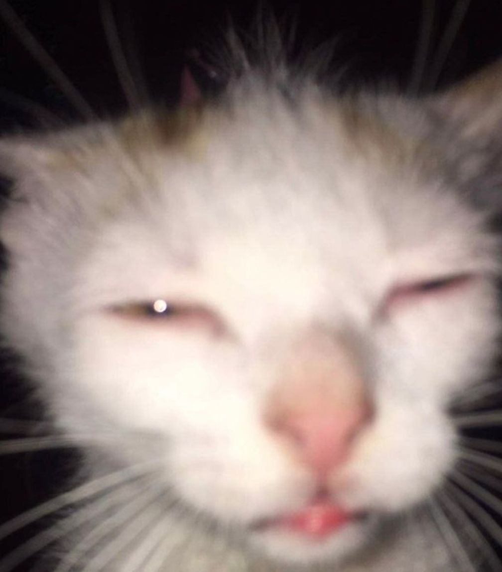 Día troste Genshin Impact | HoYoLAB