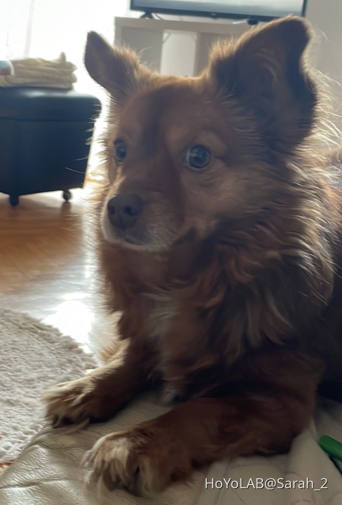 Took this pic of my dog today | HoYoLAB