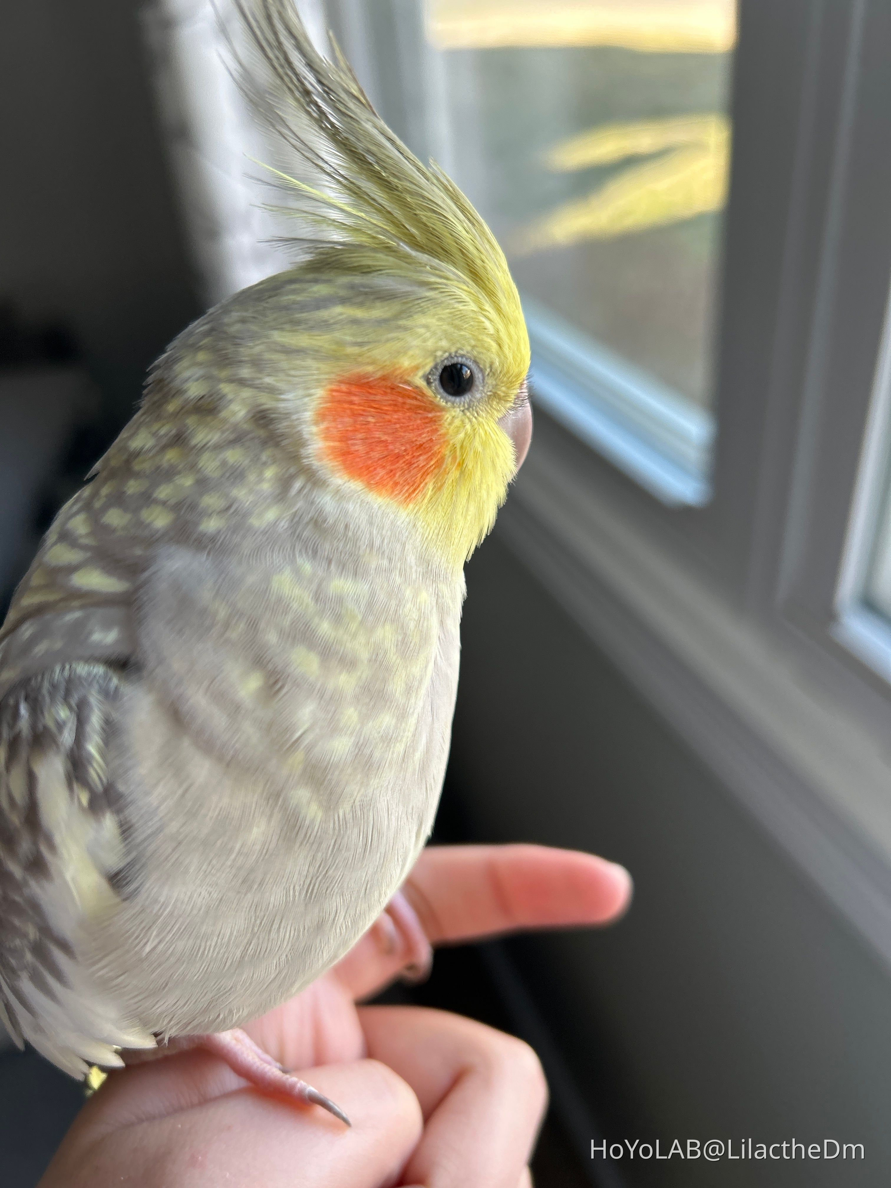 My birb | HoYoLAB