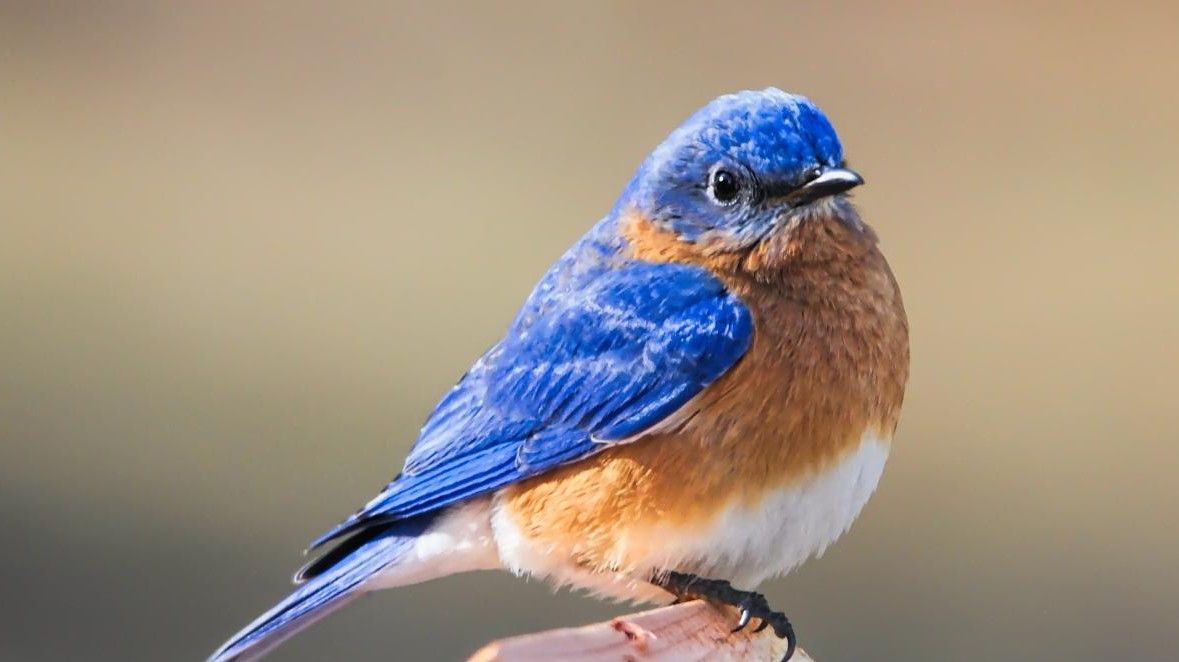 Robin Splash Art is more deep than it seems [Theory] Honkai: Star Rail ...