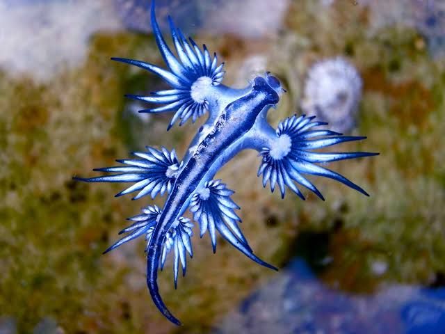Glaucus atlanticus Genshin Impact | HoYoLAB